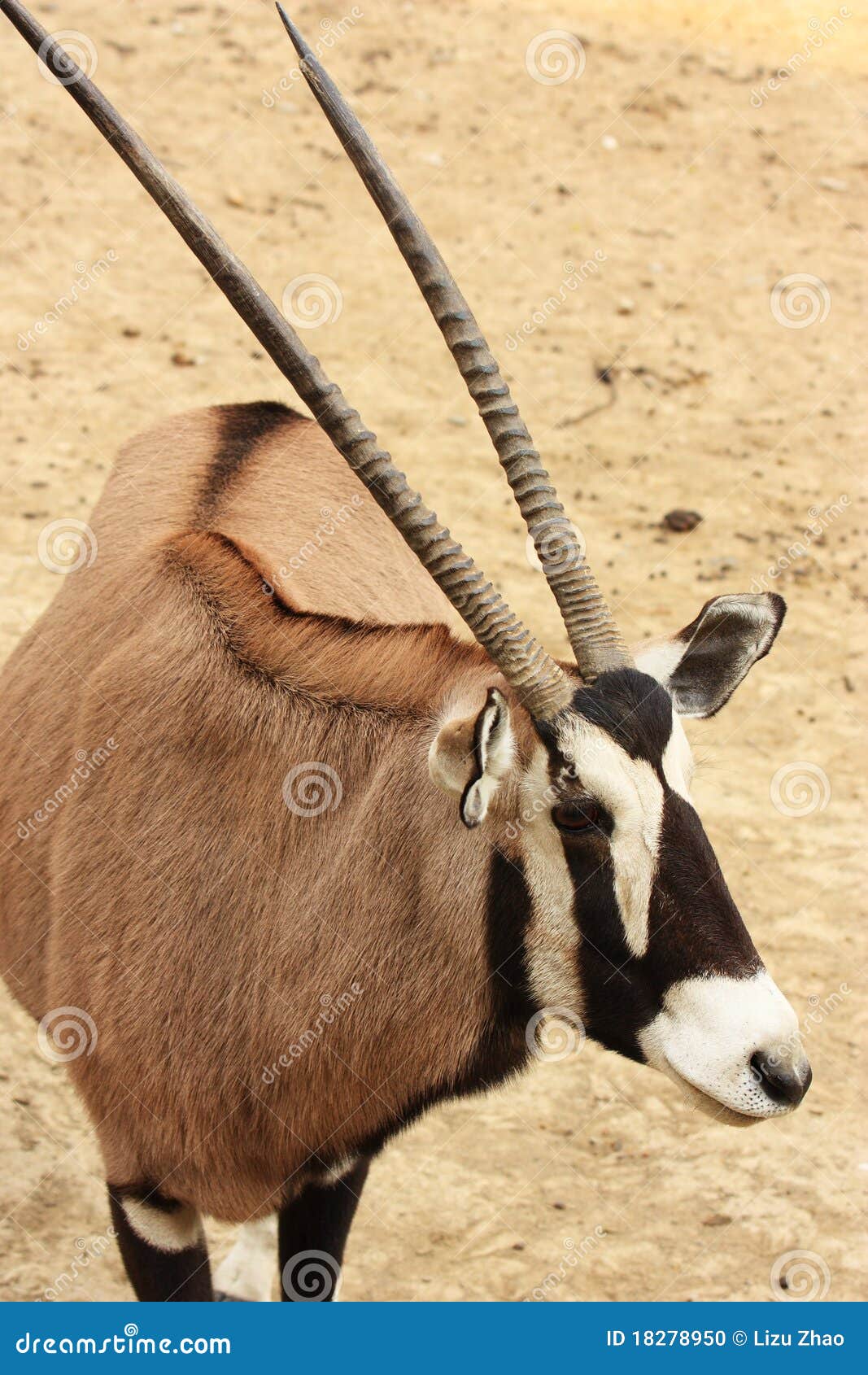 Chiru stock photo. Image of ariel, animal, horn, group - 18278950