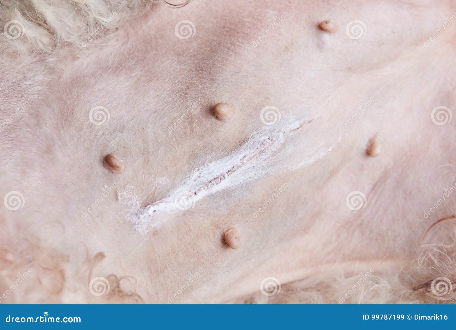 Chirurgia Del Cane Di Piometra Immagine Stock - Immagine di addome ...