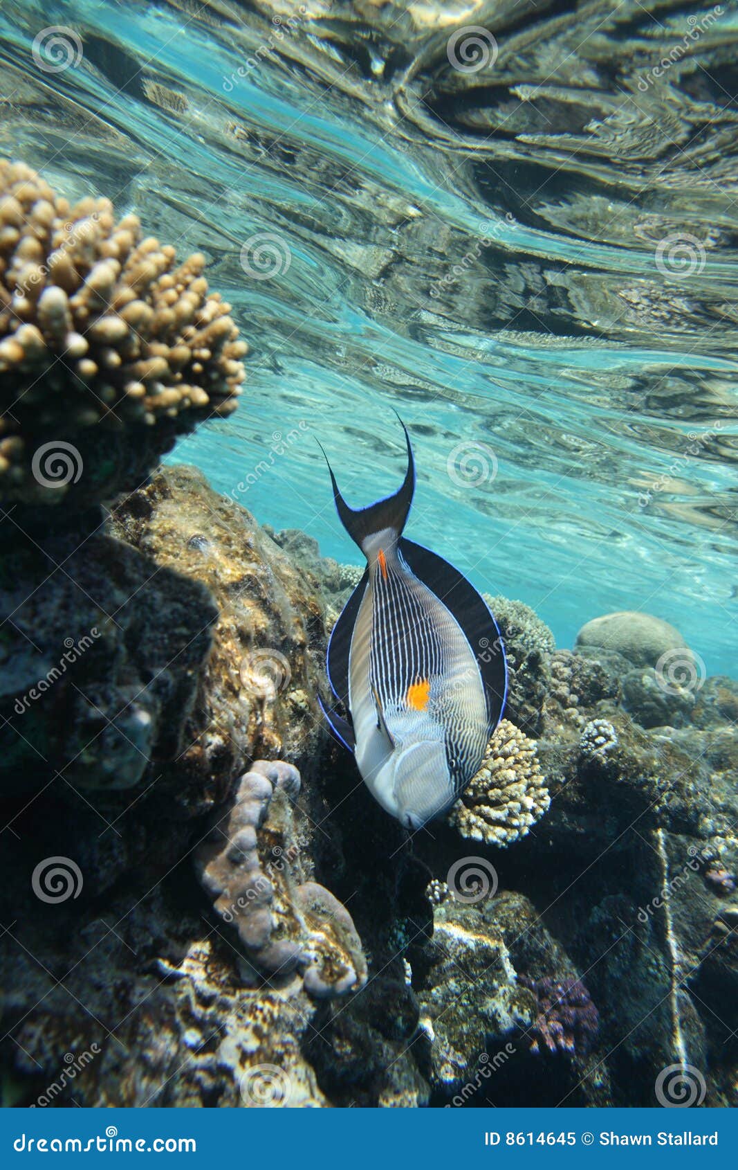Chirurgien De La Mer Rouge De Poissons Image stock - Image du rouge ...
