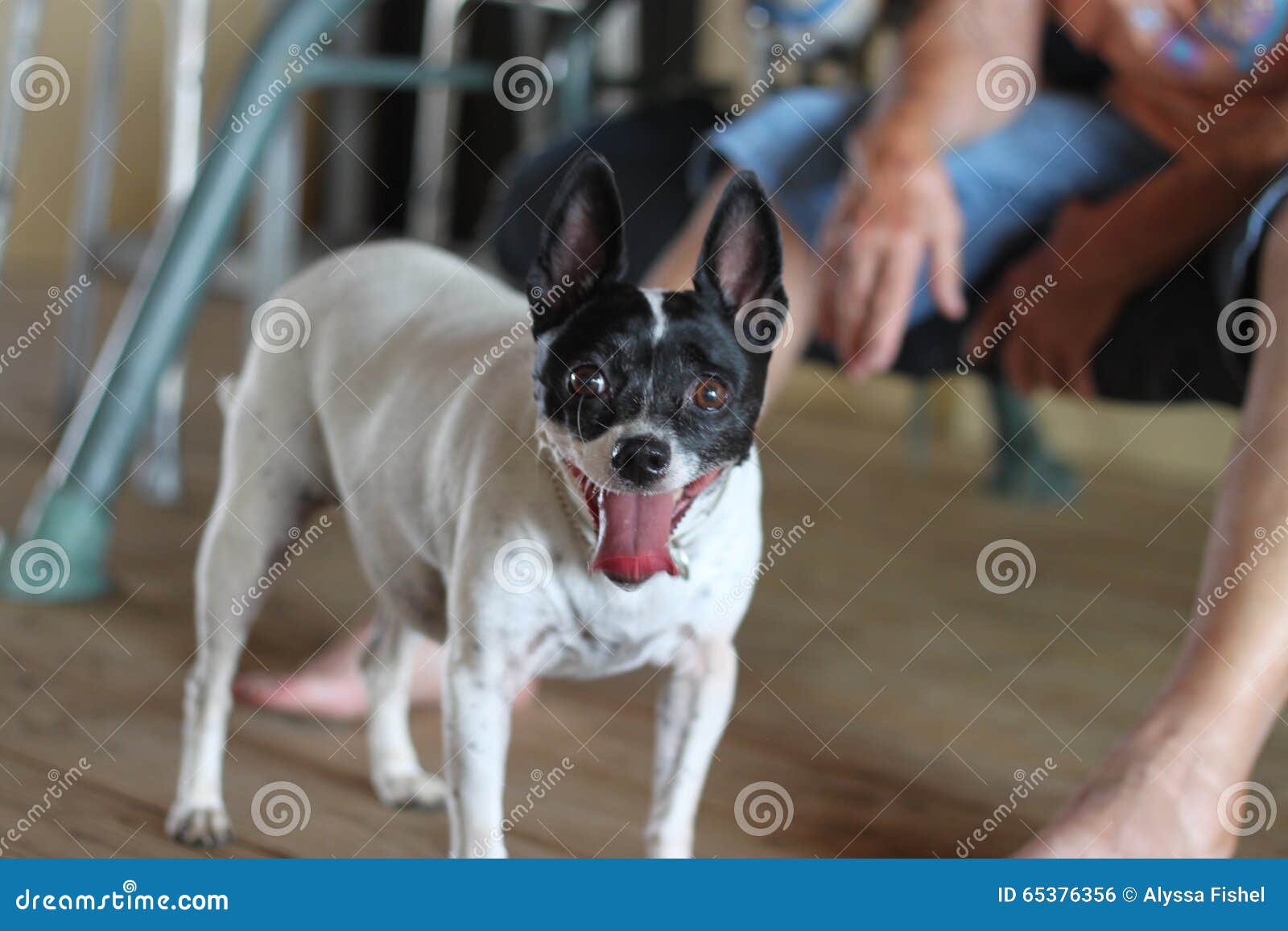 Chisai stock photo. Image of puppy, woof, chihuahua, chisai - 65376356