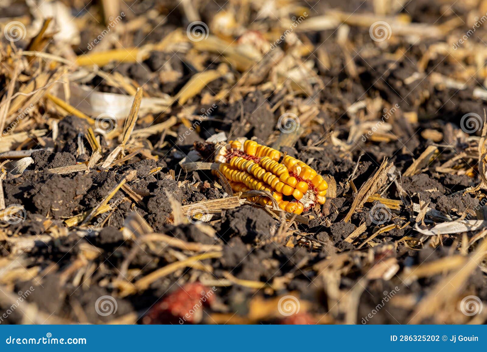 Chisel Plowed Corn Farm Field after Fall Tillage. Stock Photo - Image ...