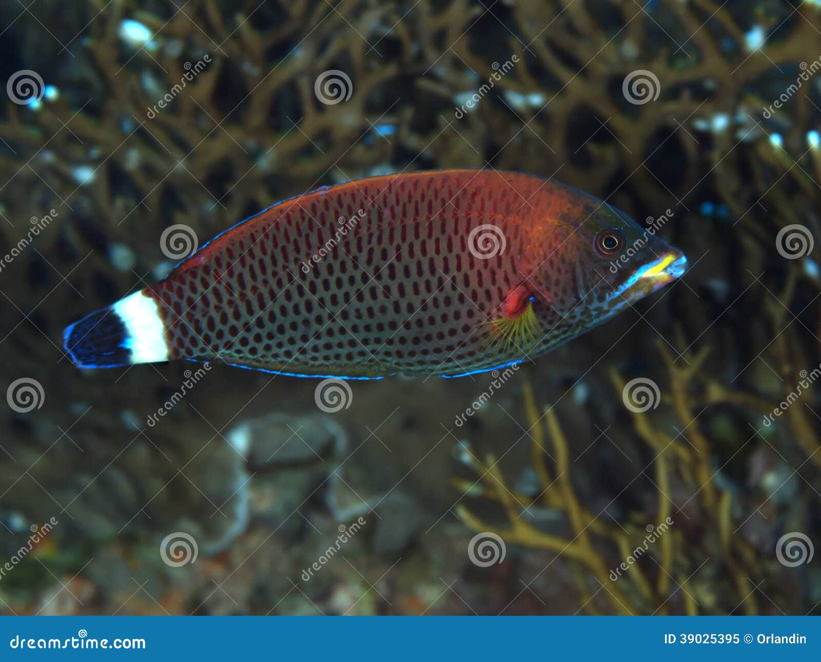 Chiseltooth wrasse stock image. Image of moluccanus, tropical - 39025395