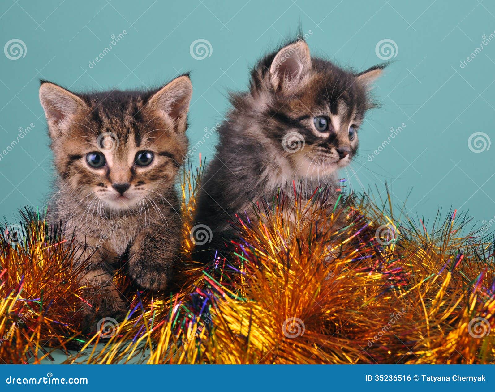 Little Kittens Bathing In The Sink Royalty-Free Stock Photo ...