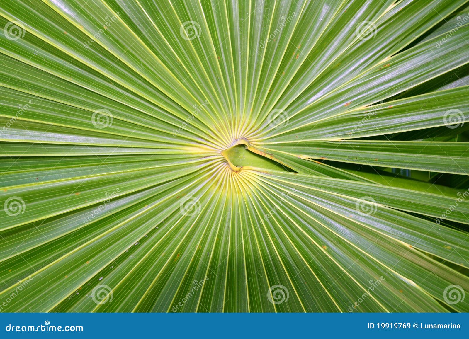 Chit Florida Thatch Palm THRINAX RADIATA Stock Image - Image of culture ...