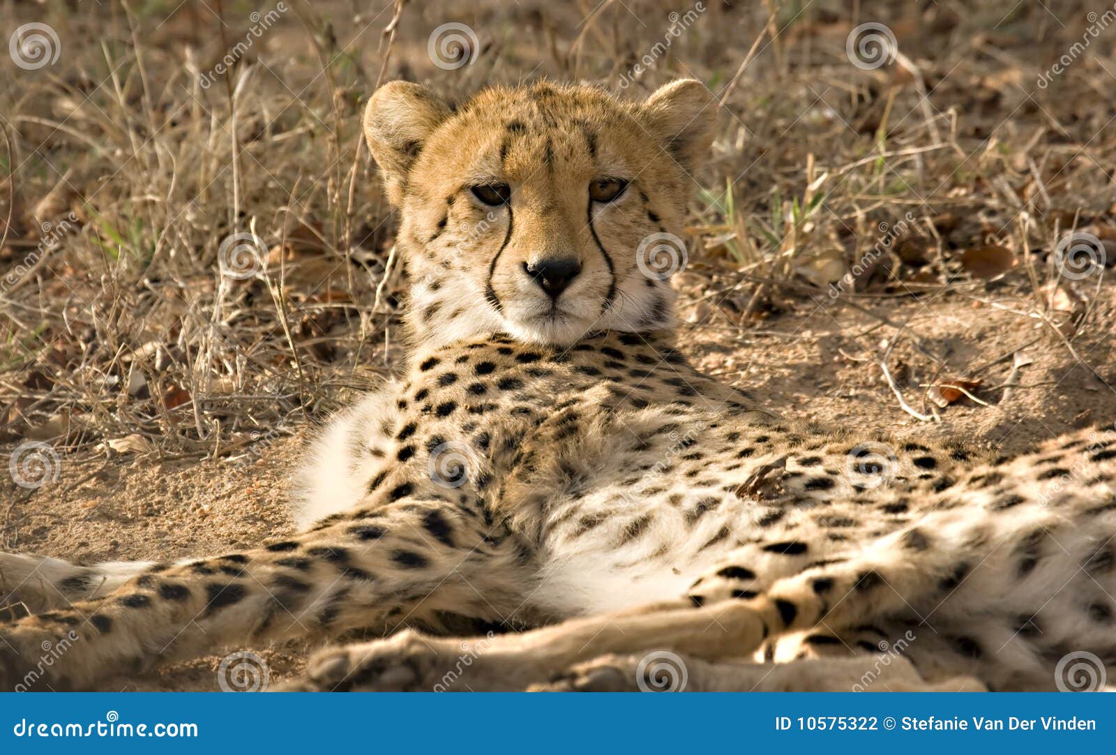 Chita Fotografia de Stock - Imagem: 10575322