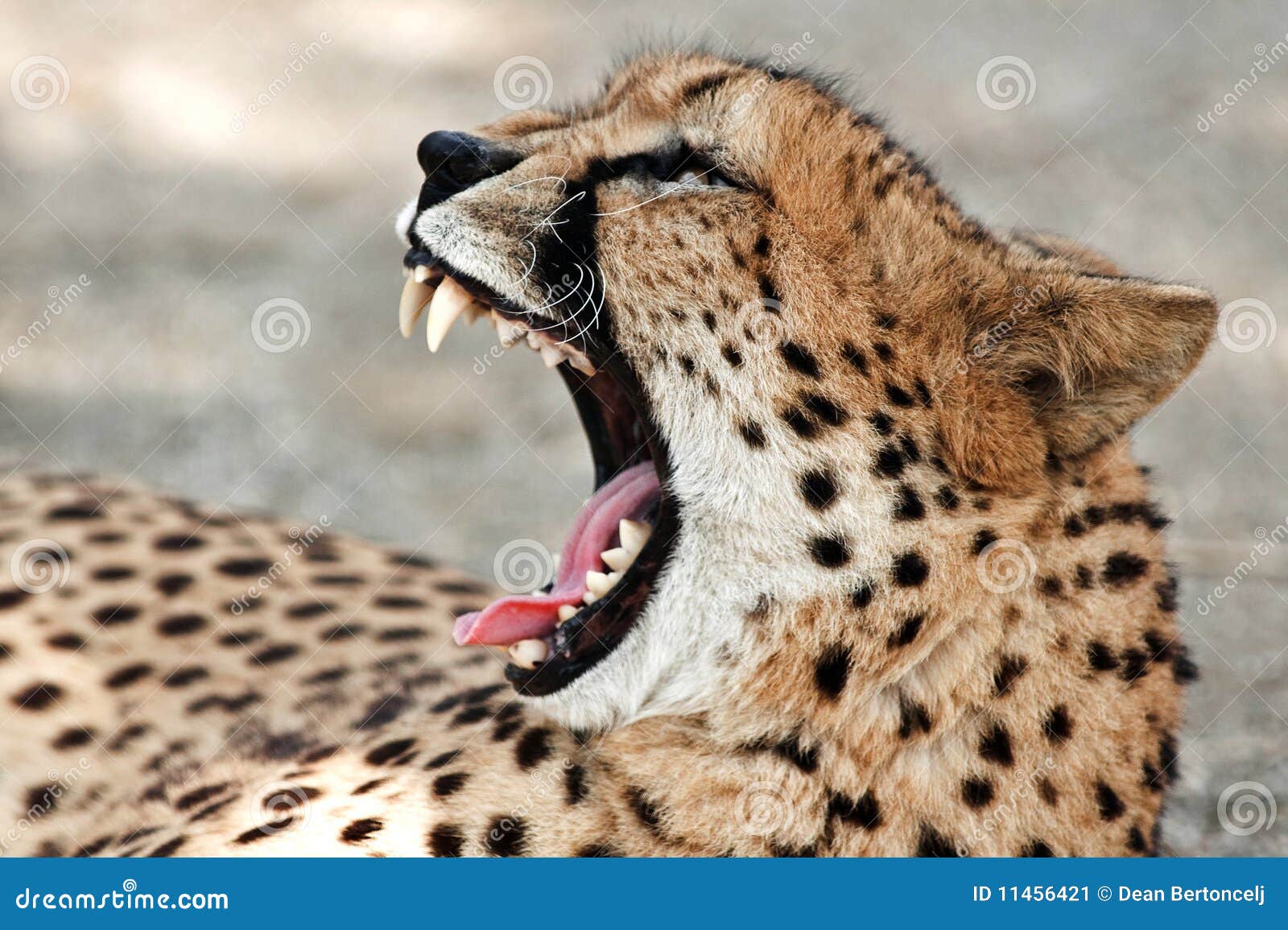 Chita imagem de stock. Imagem de retrato, wildlife, maxilas - 11456421