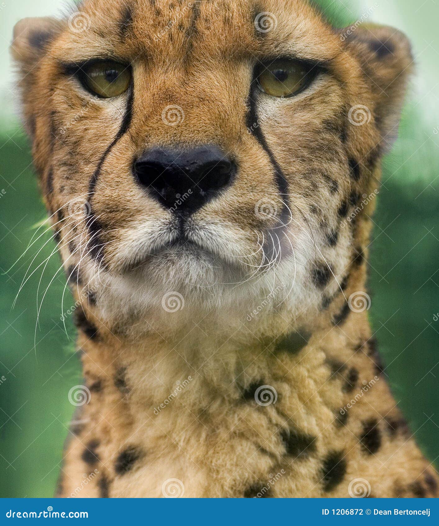 Chita stock photo. Image of wild, head, face, wildlife - 1206872