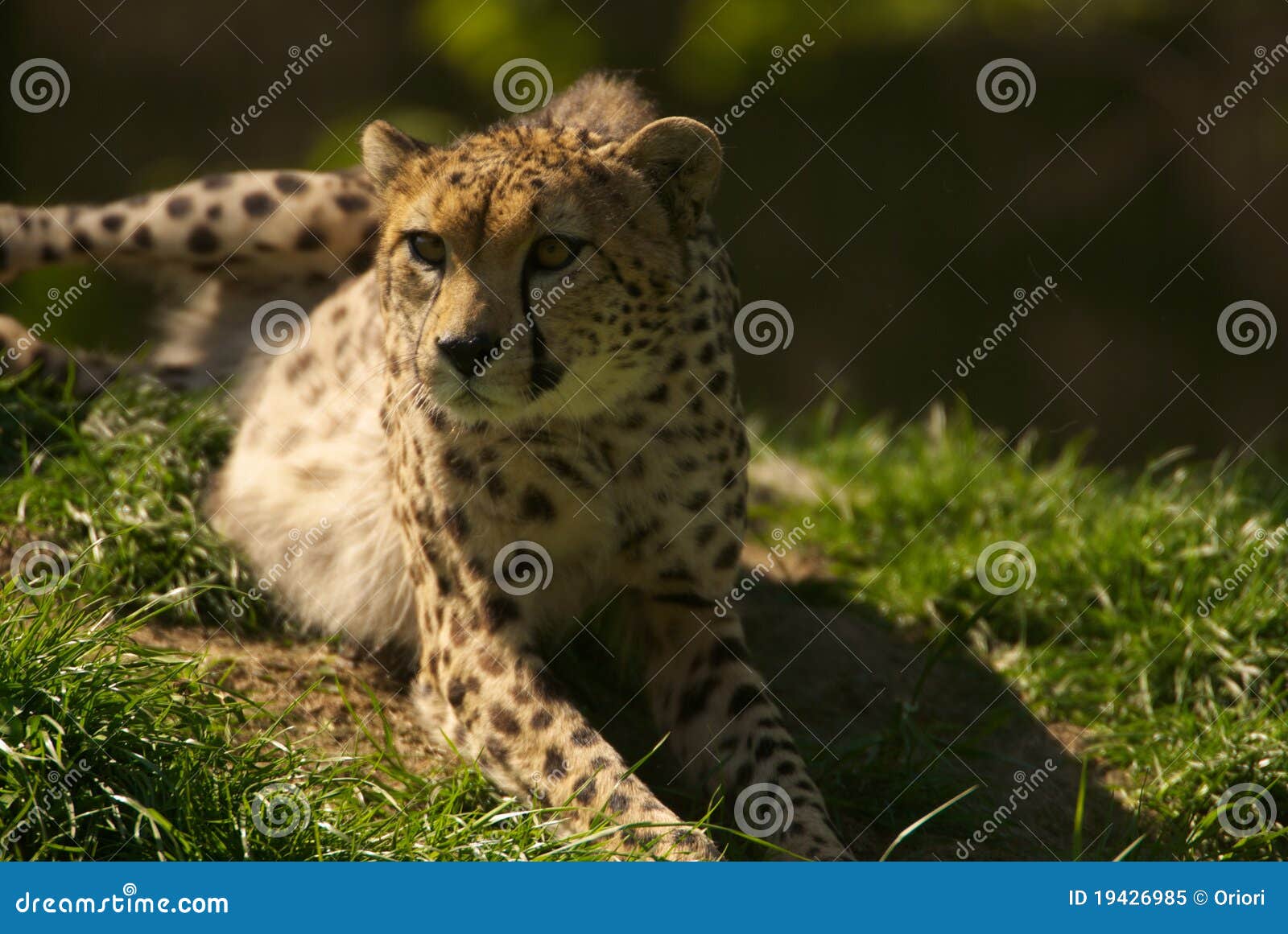 Chita imagem de stock. Imagem de wildlife, predador, africano - 19426985