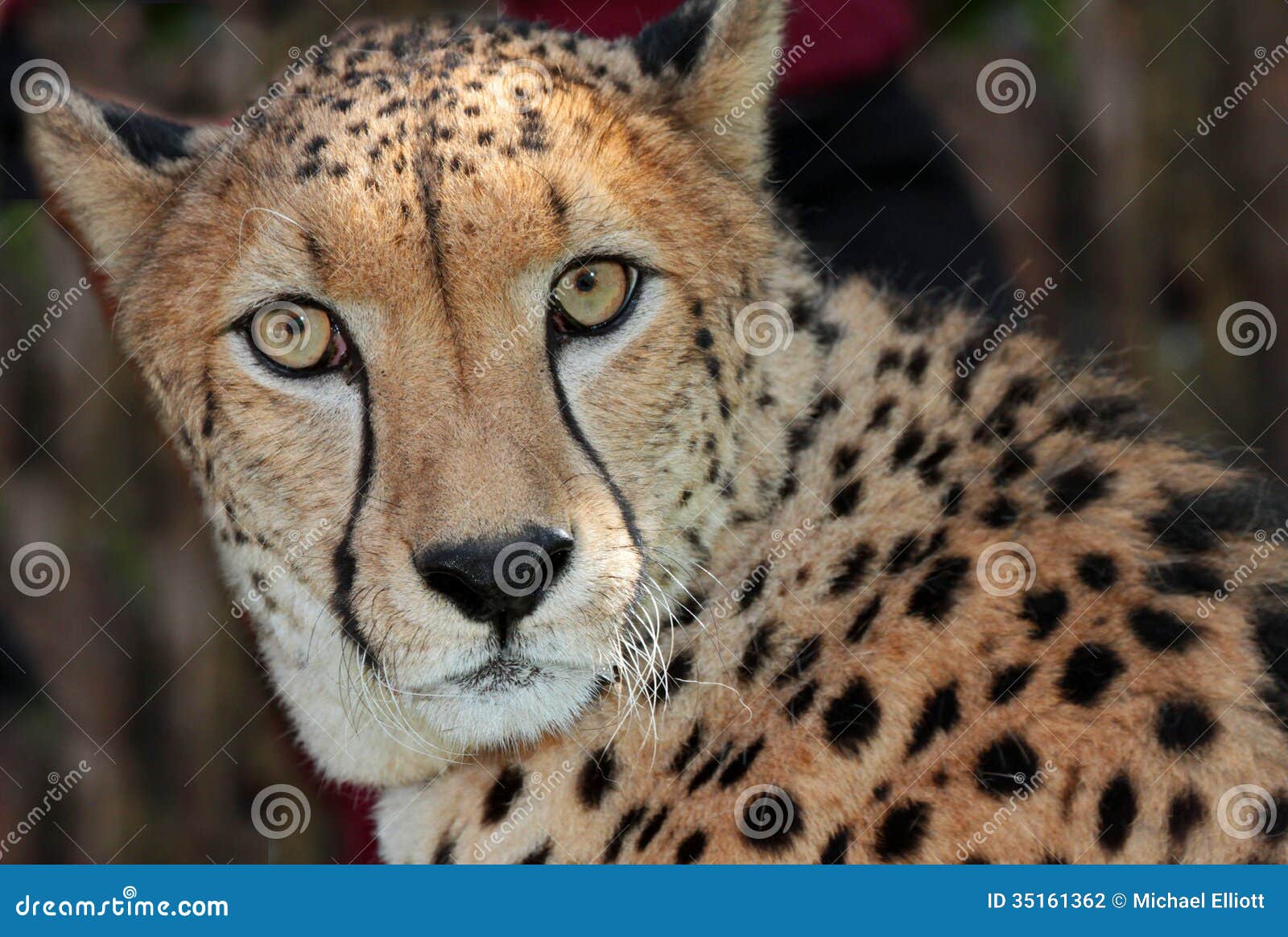 Chita foto de stock. Imagem de aventura, olhar, ataque - 35161362