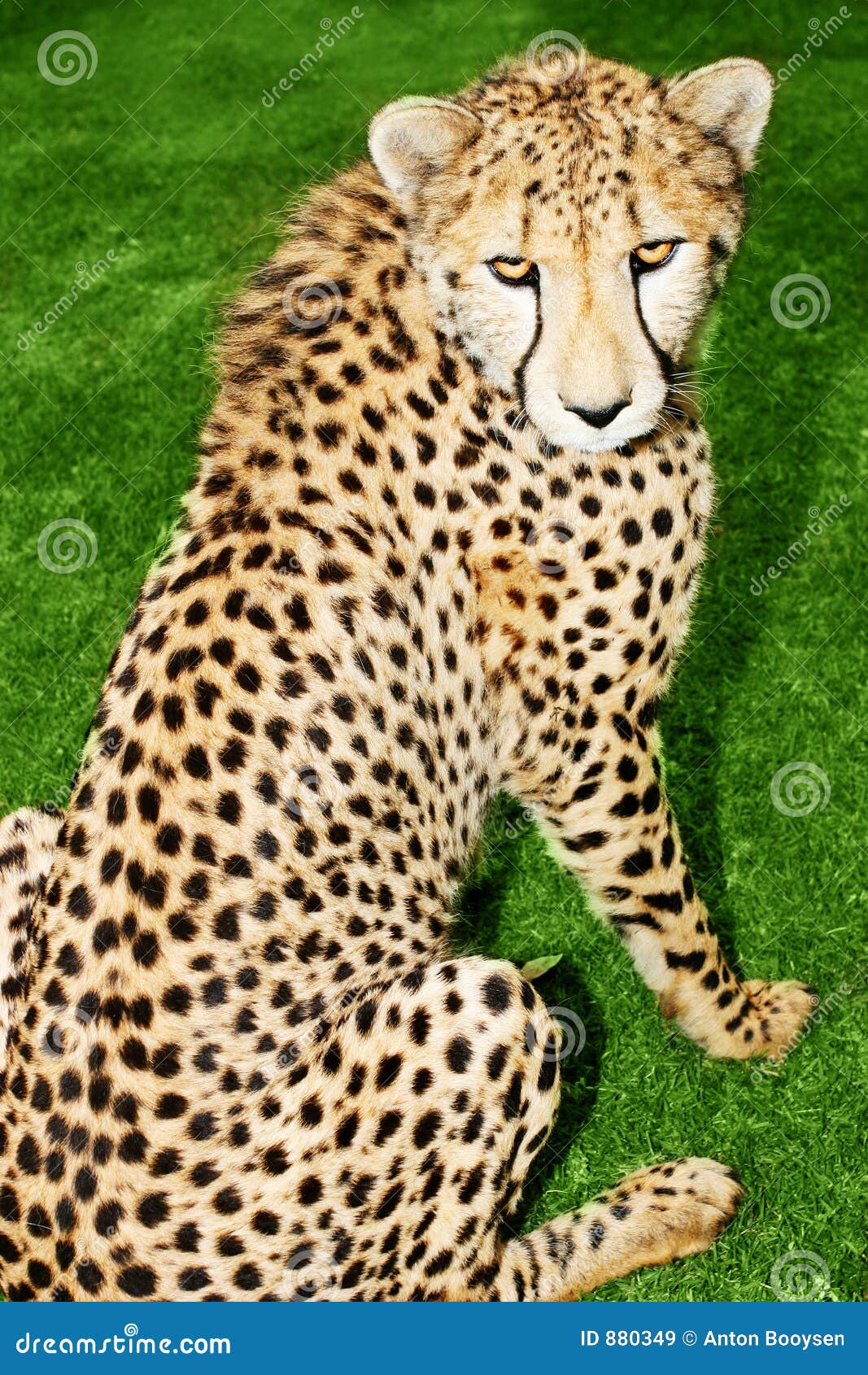 Chita imagem de stock. Imagem de perigoso, leopardo, chita - 880349
