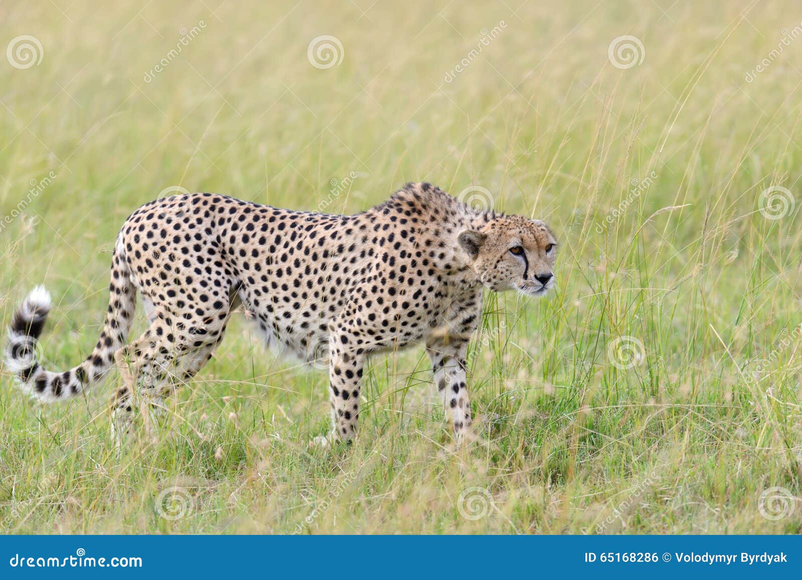 Chita africana selvagem foto de stock. Imagem de nave - 65168286