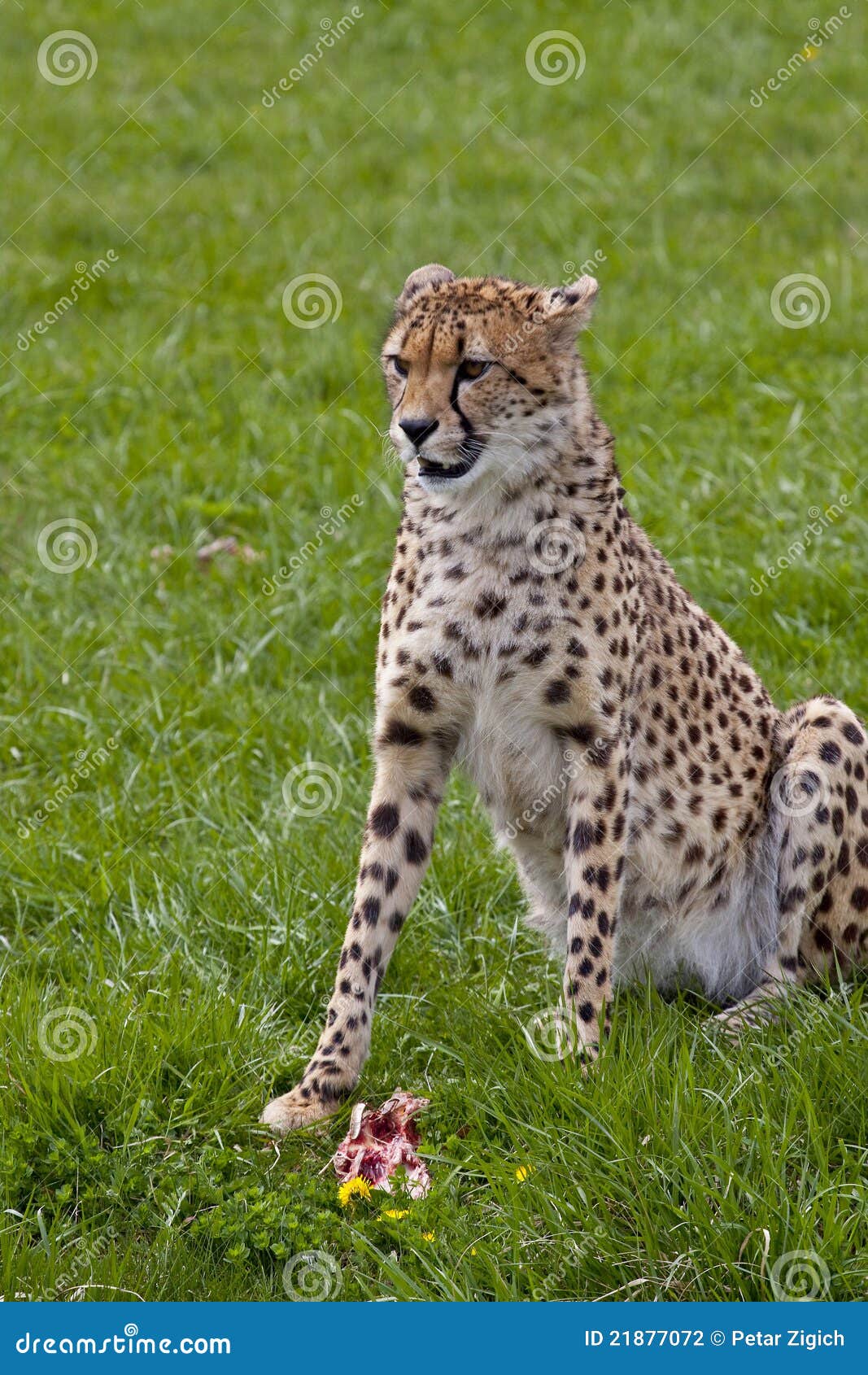 Chita eating stock photo. Image of hunting, hunter, hunt - 21877072