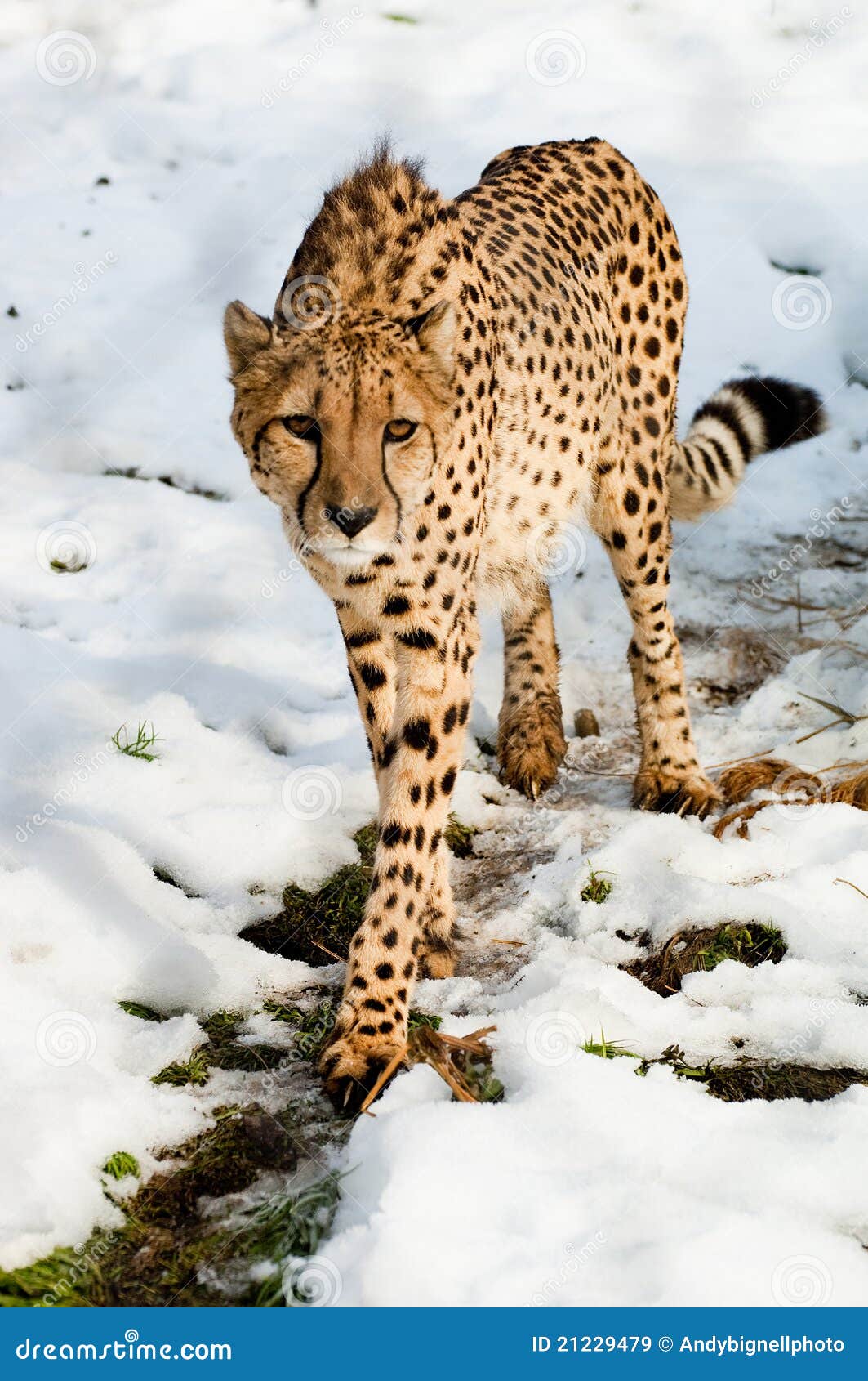 Chita na neve imagem de stock. Imagem de felino, gato - 21229479