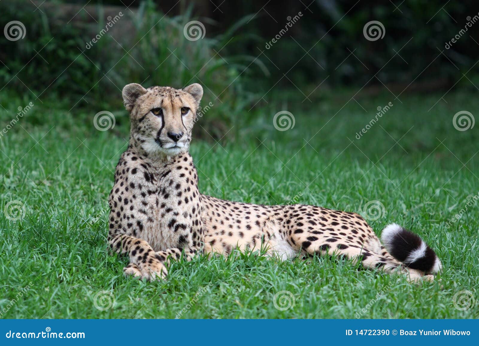Chita Que Encontra-se Na Grama Foto de Stock - Imagem de felino ...