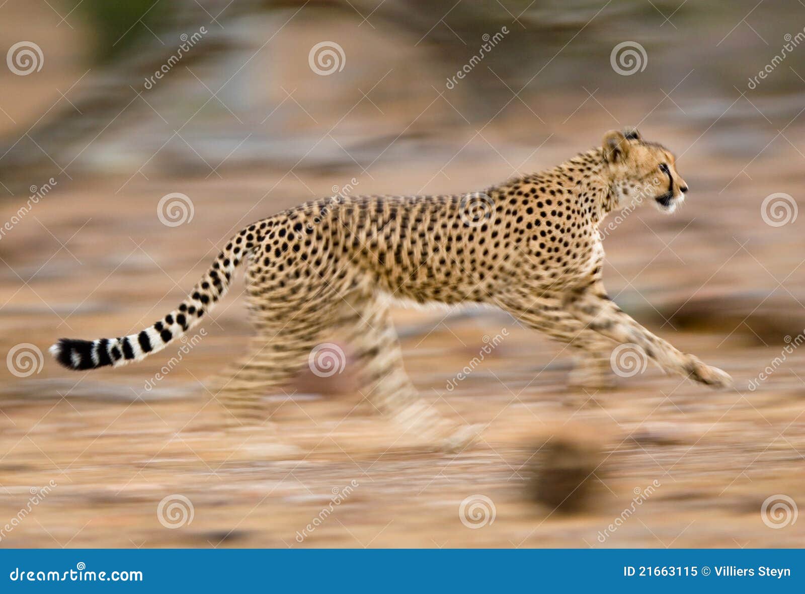 Chita Running imagem de stock. Imagem de wildlife, juvenil - 21663115
