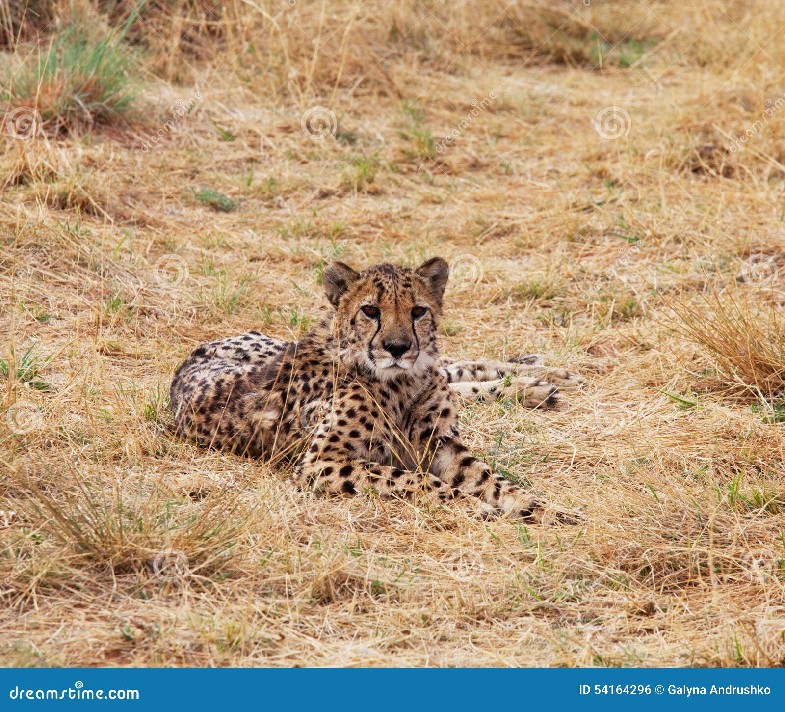 Chitah stock photo. Image of spot, species, carnivore - 54164296