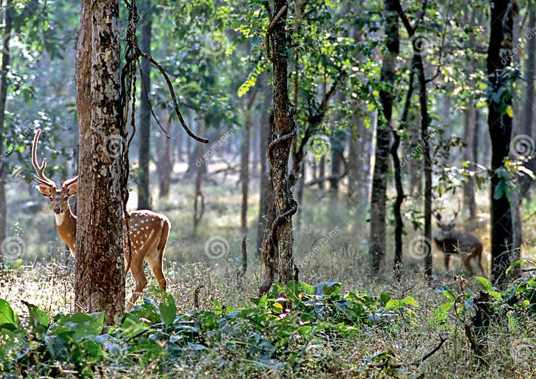 Chital stock image. Image of axis, cheetal, antler, spots - 1179795