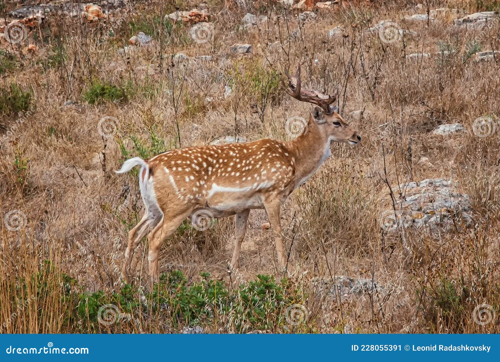 The Chital, Also Known As Spotted Deer, Chital Deer, And Axis Deer ...