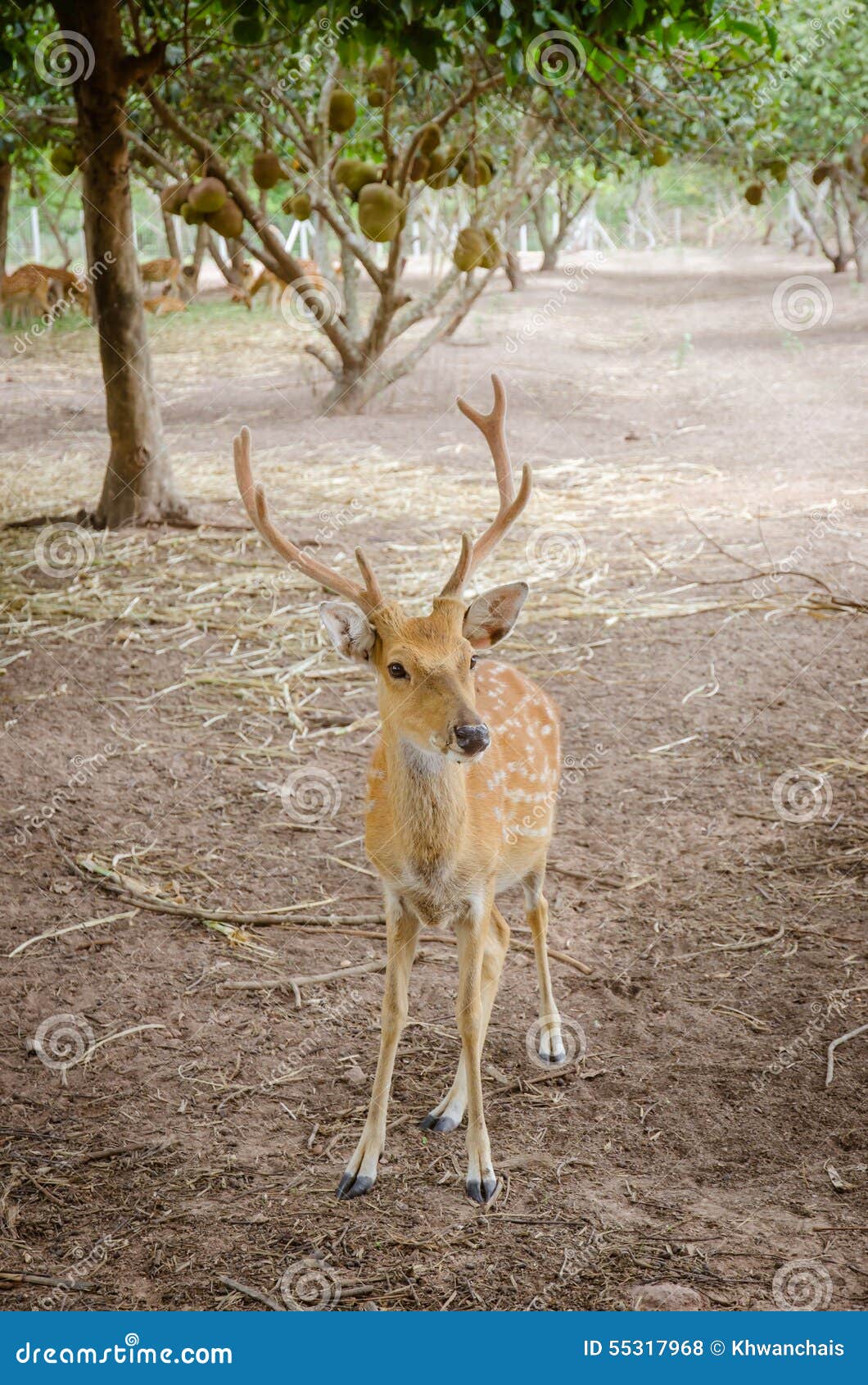 Chital or Cheetal Deer (Axis Axis) Stock Photo - Image of brown, female ...