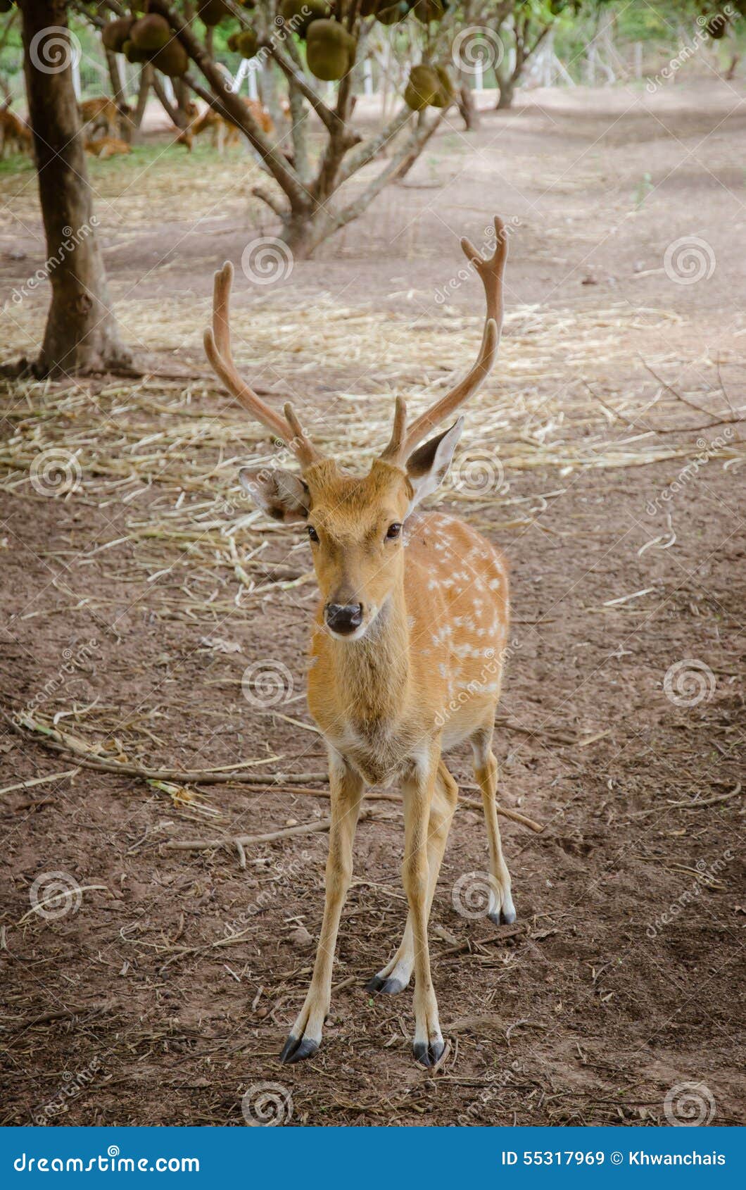 Chital or Cheetal Deer (Axis Axis) Stock Image - Image of madhya, park ...