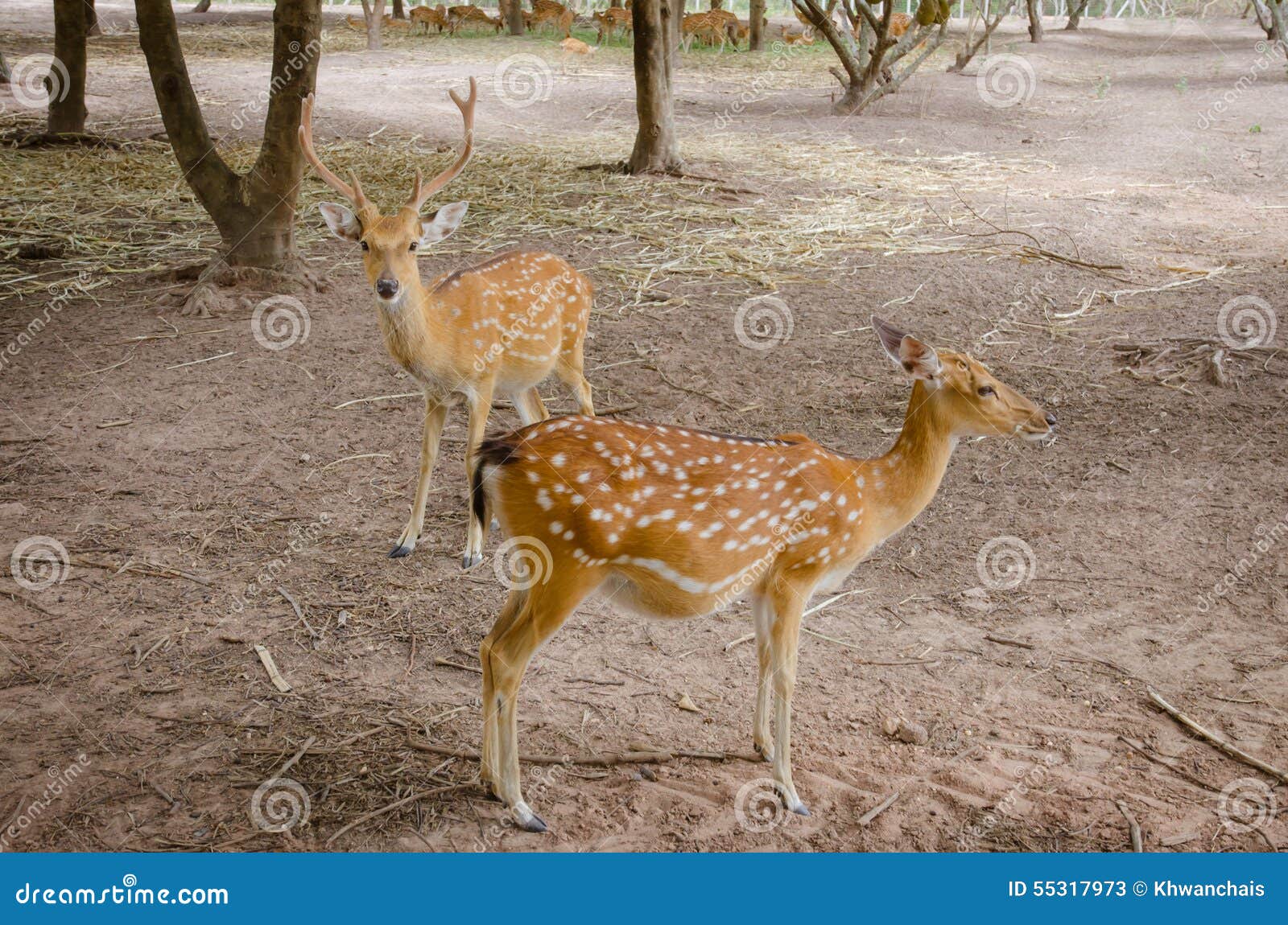 Chital or Cheetal Deer (Axis Axis) Stock Image - Image of nature, deer ...