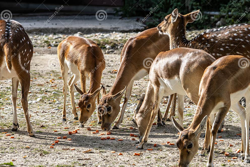 Chital or Cheetal Deer, Axis Axis, Also Known As Spotted Deer or Axis ... Chital or Cheetal Deer, Axis Axis, Also Known As Spotted Deer or Axis ...
