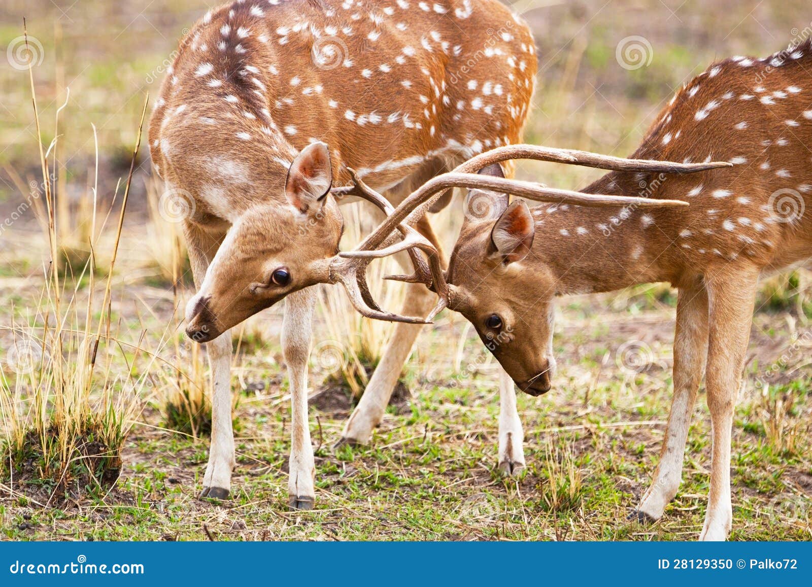 Chital or Cheetal Deers (Axis Axis), Stock Photo - Image of brown ...