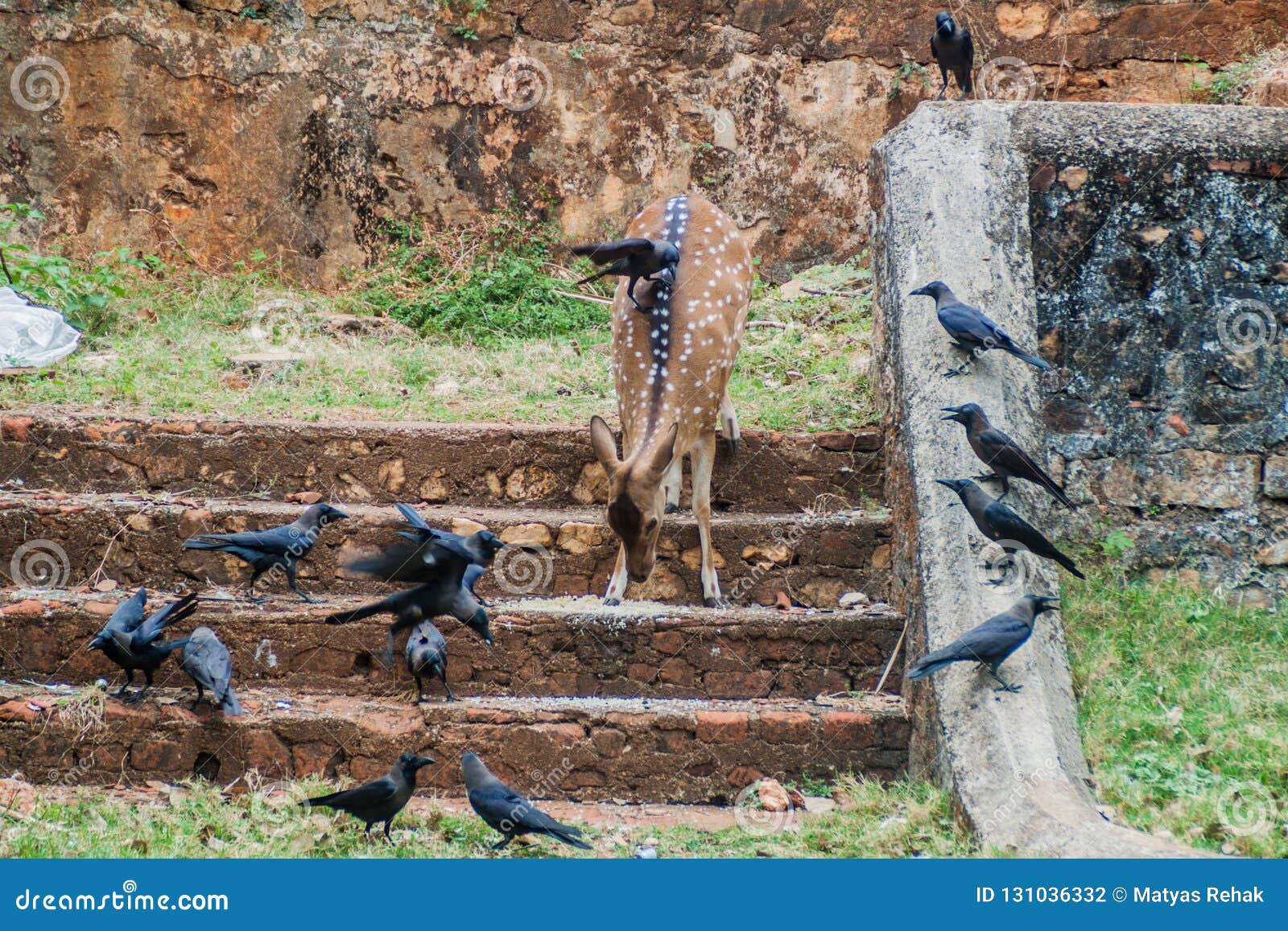 Chital and Crows in the Fort Frederick in Trincomalee, Sri Lan Stock ...