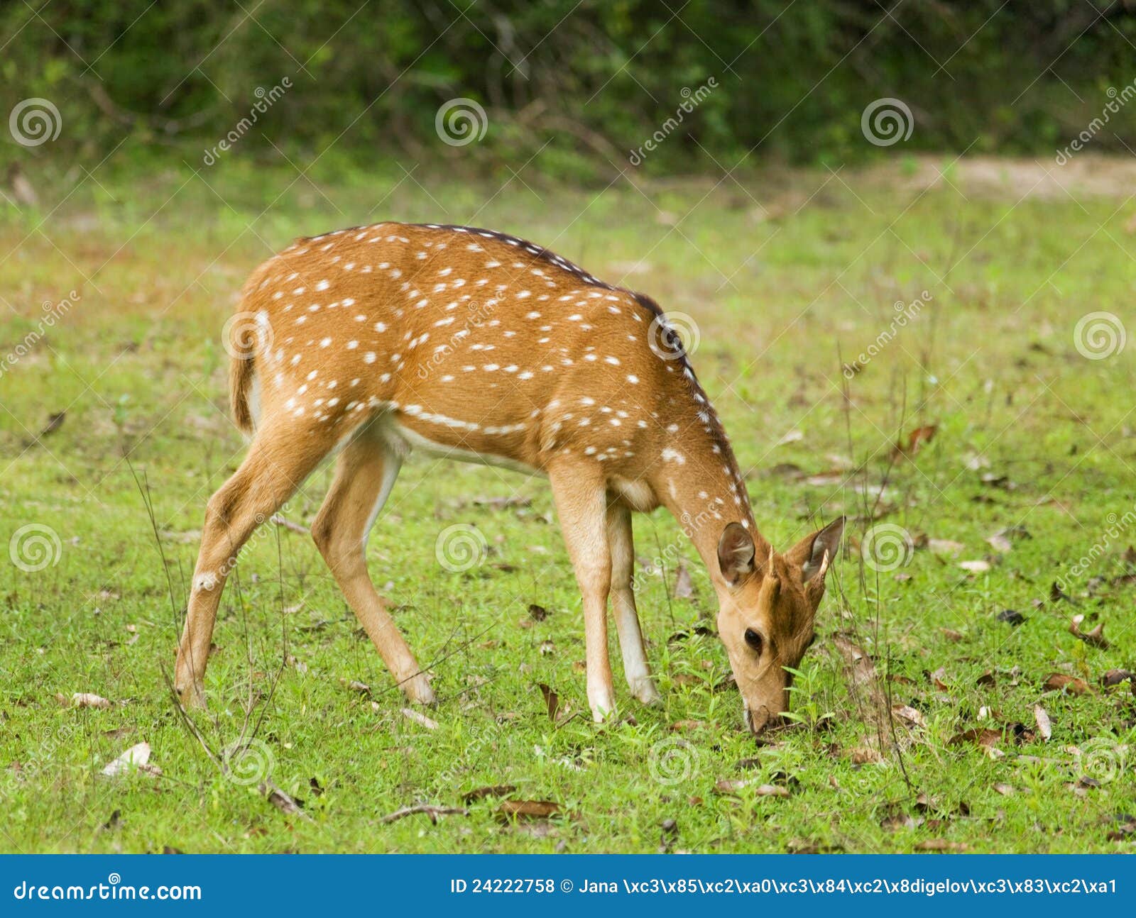 Chital deer - Axis axis stock photo. Image of wildlife - 24222758