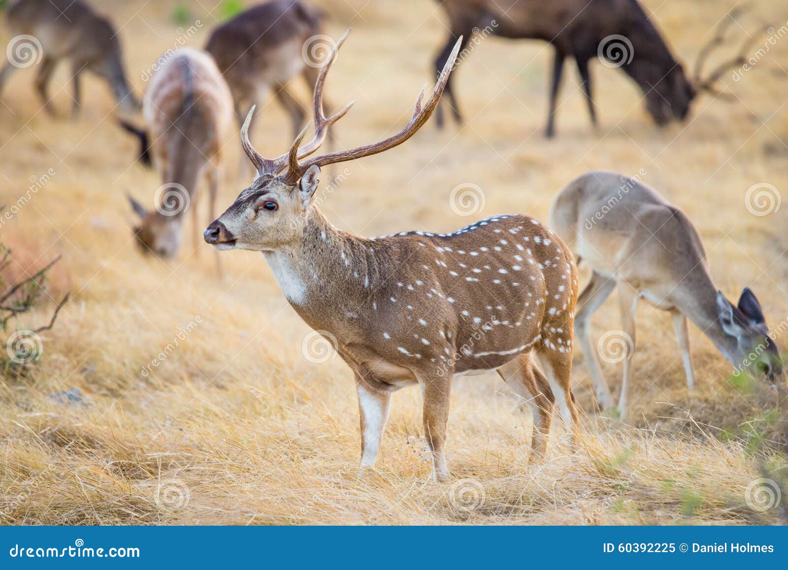 Chital Deer Buck stock image. Image of stag, ruminant - 60392225