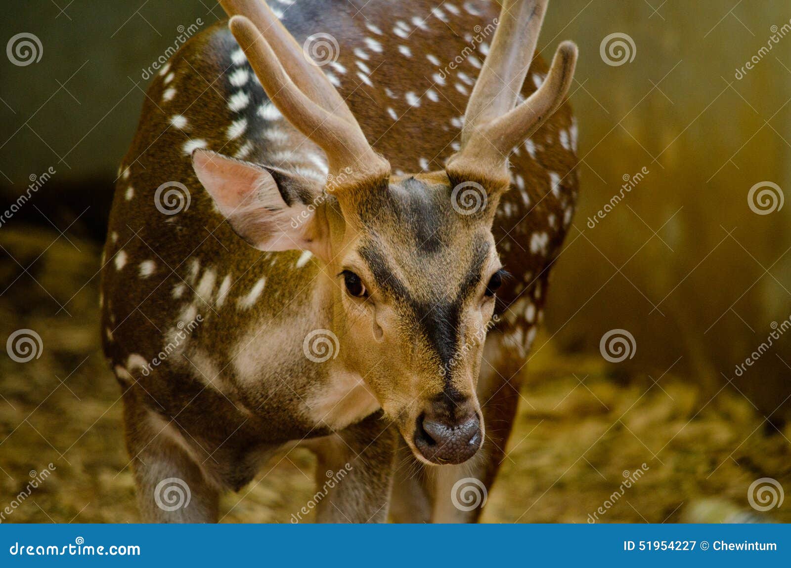 Chital is deer stock image. Image of animals, horn, indian - 51954227