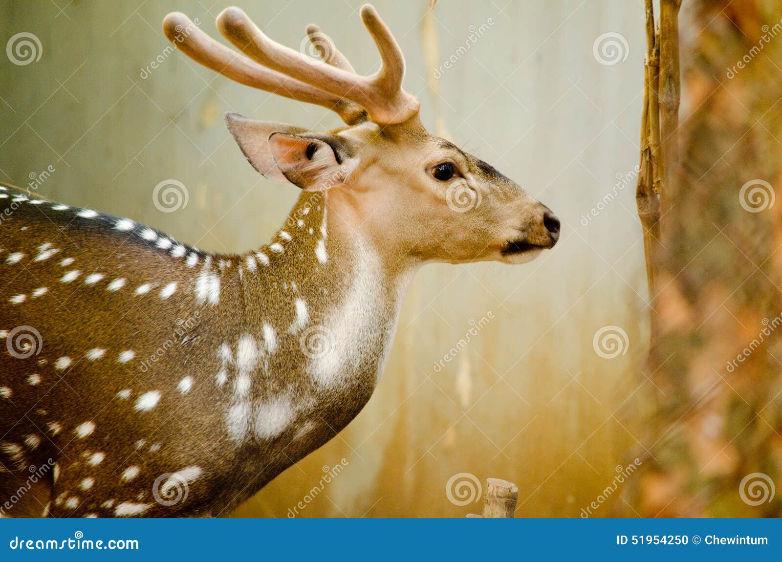 Chital is deer stock photo. Image of india, park, cheetal - 51954250