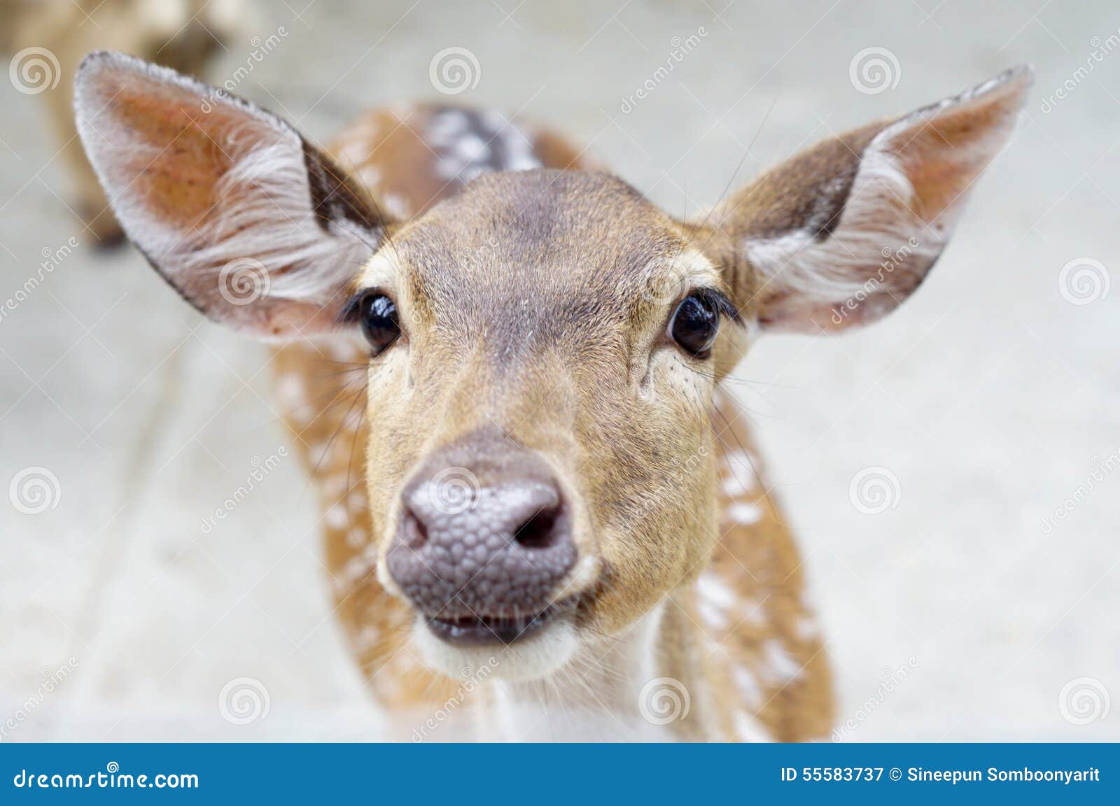Chital deer face stock image. Image of chital, hair, head - 55583737