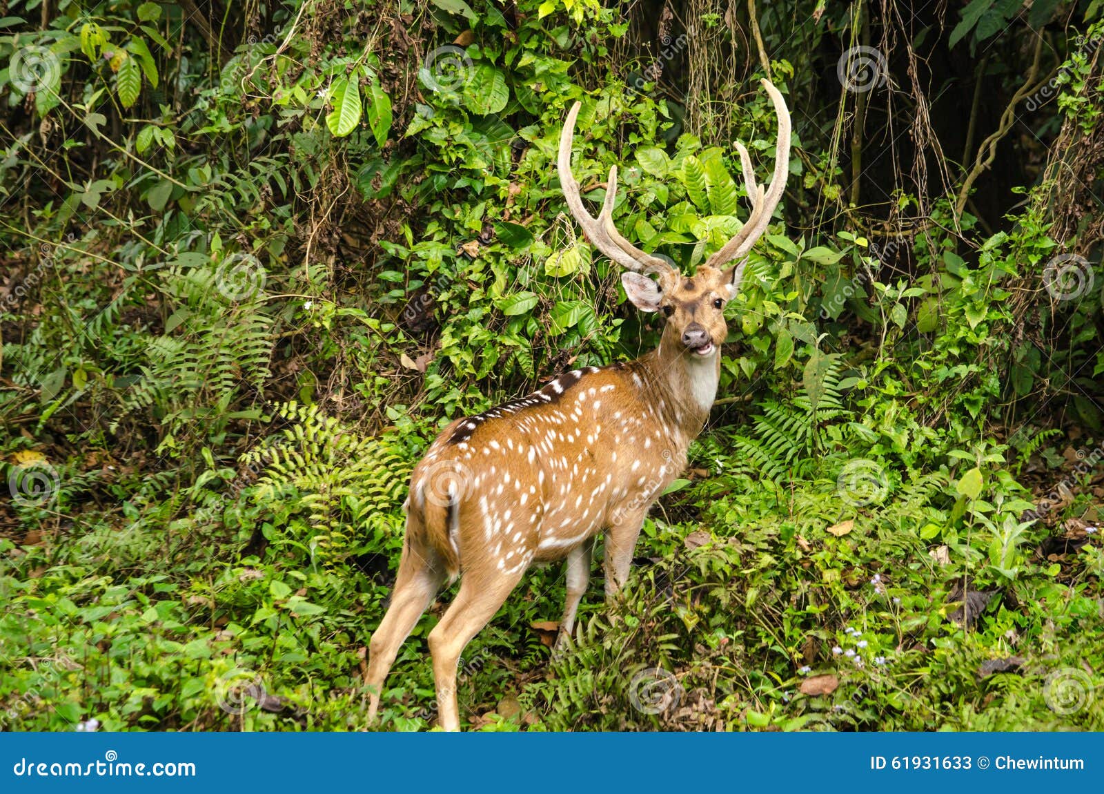 Chital is Deer ,live in Forest and is Herbivorous Stock Image - Image ...