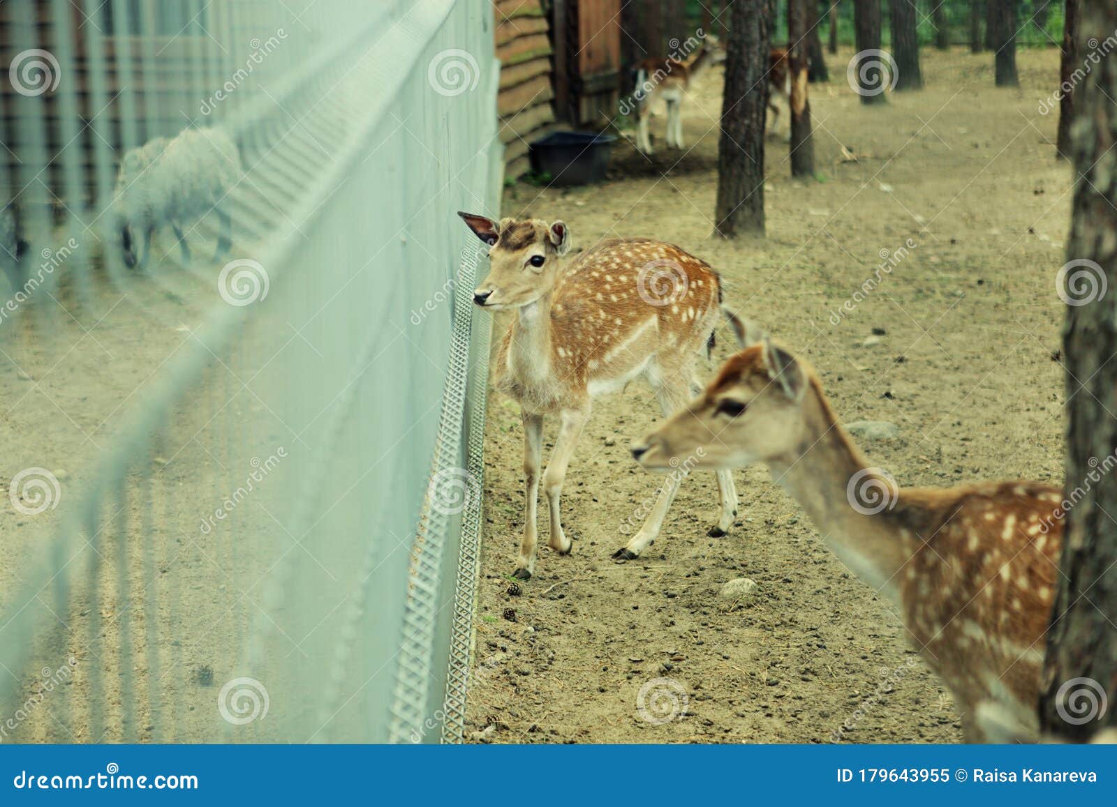 Chital Deer Mother and Child Stock Image - Image of beautiful, fawn ...