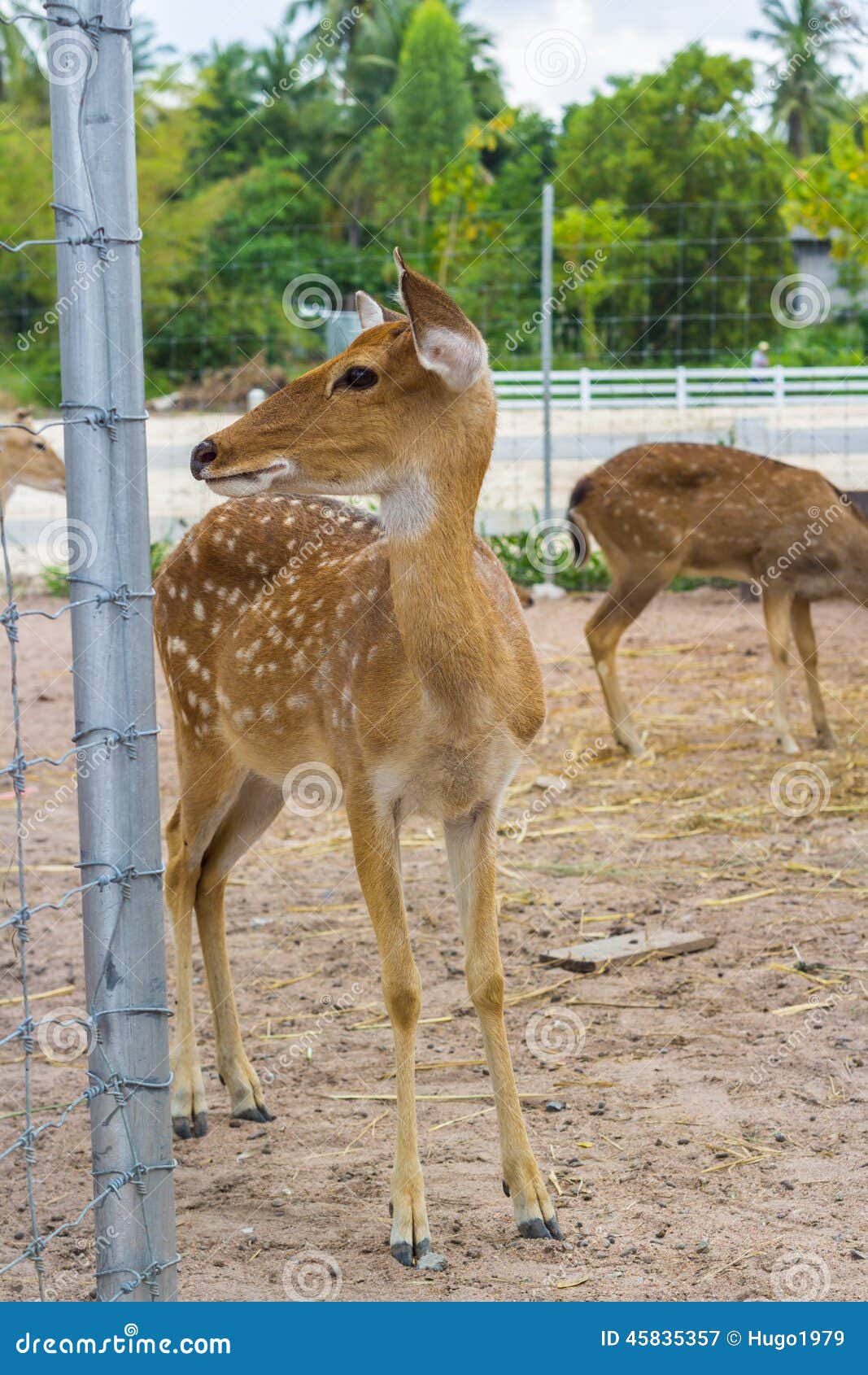 Chital Doe with White Spots Stock Image - Image of deer, chital: 45835357