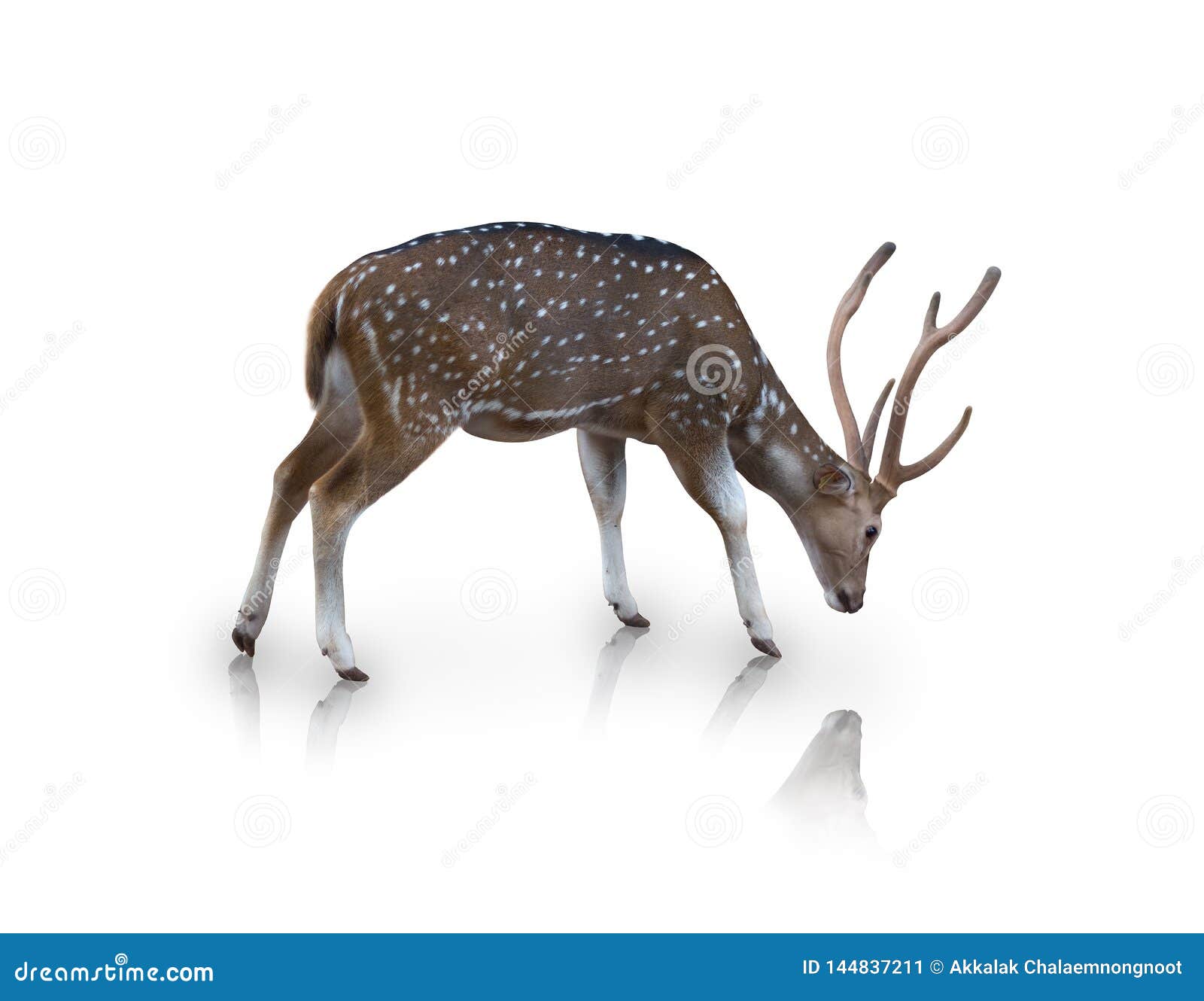 Chital Stock Illustrations – 125 Chital Stock Illustrations, Vectors ...