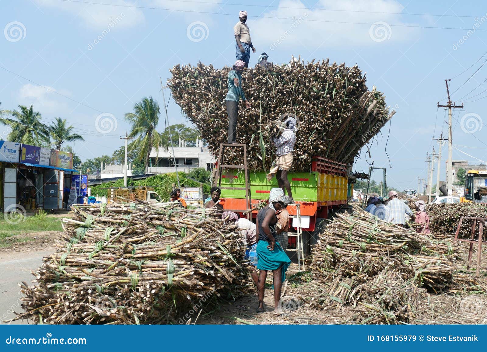 Workers Loading Sugar Cane Onto Truck Editorial Stock Image - Image of ... Workers Loading Sugar Cane Onto Truck Editorial Stock Image - Image of ...