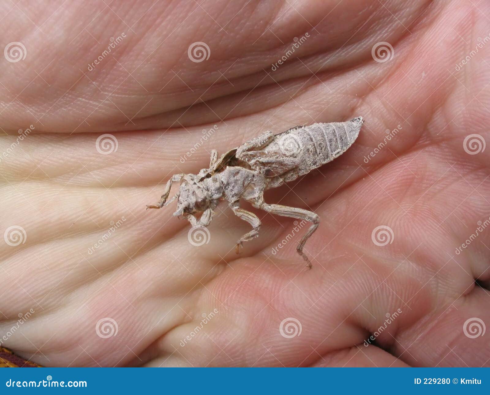 Chitin carapace #2 stock photo. Image of hand, dead, carapace - 229280