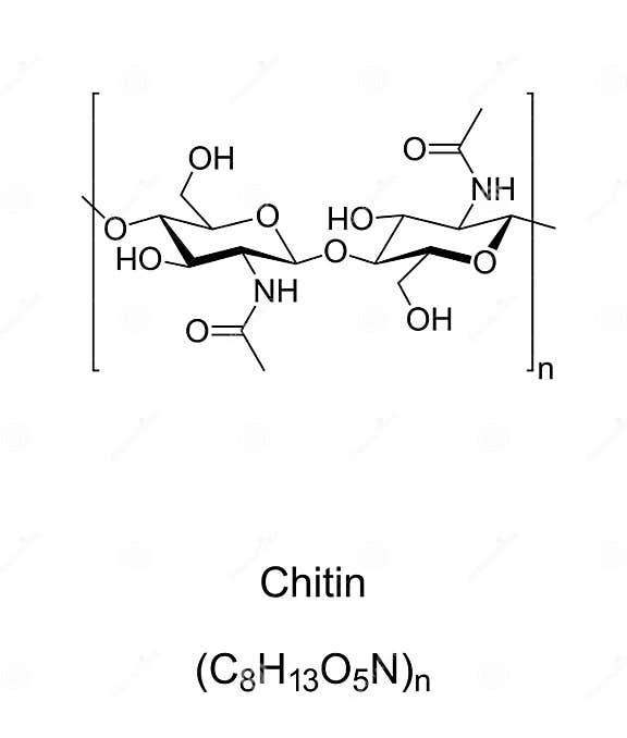 Chitin, Chemical Structure, Cell Walls Component in Insect Exoskeletons ...