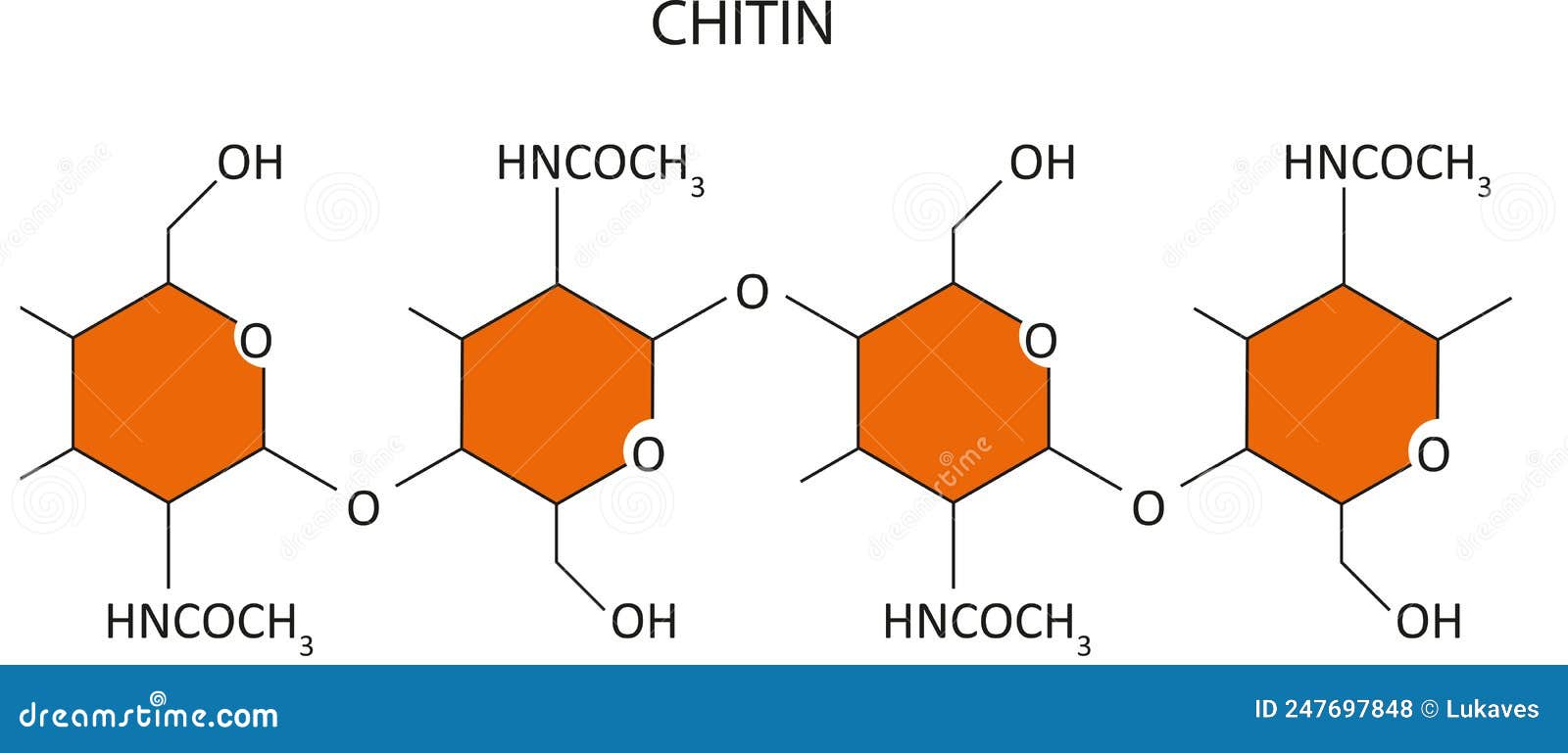 Chitin stock vector. Illustration of arthropoda, chain - 247697848