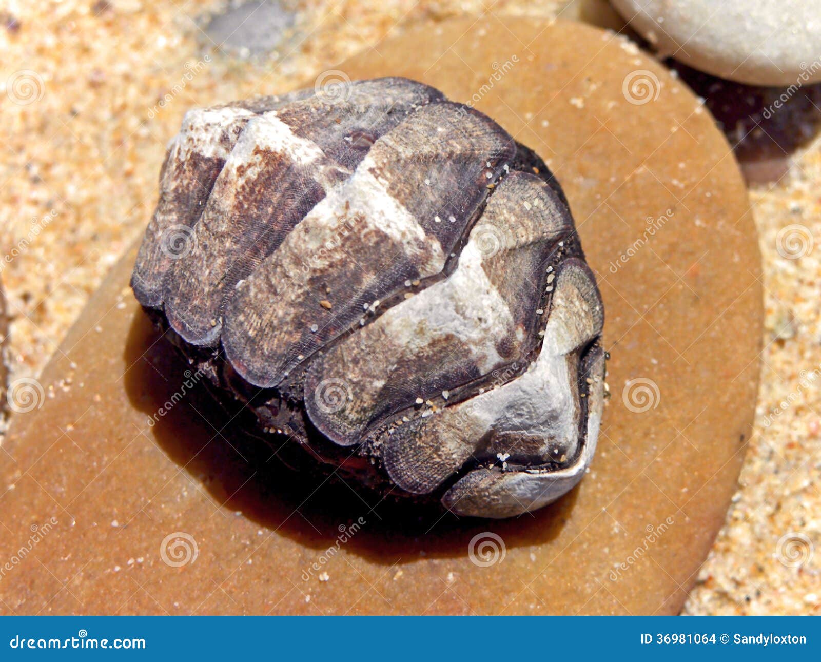 Chiton stock photo. Image of pools, zone, oceans, flotsam - 36981064