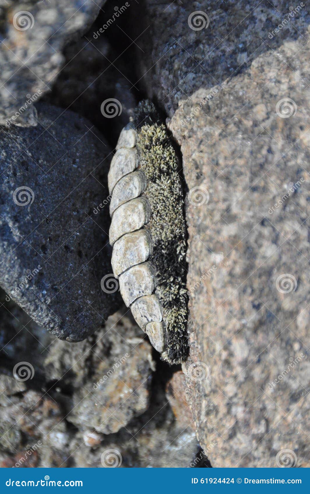 Chiton stock photo. Image of rocks, ocean, seascape, mollusks - 61924424