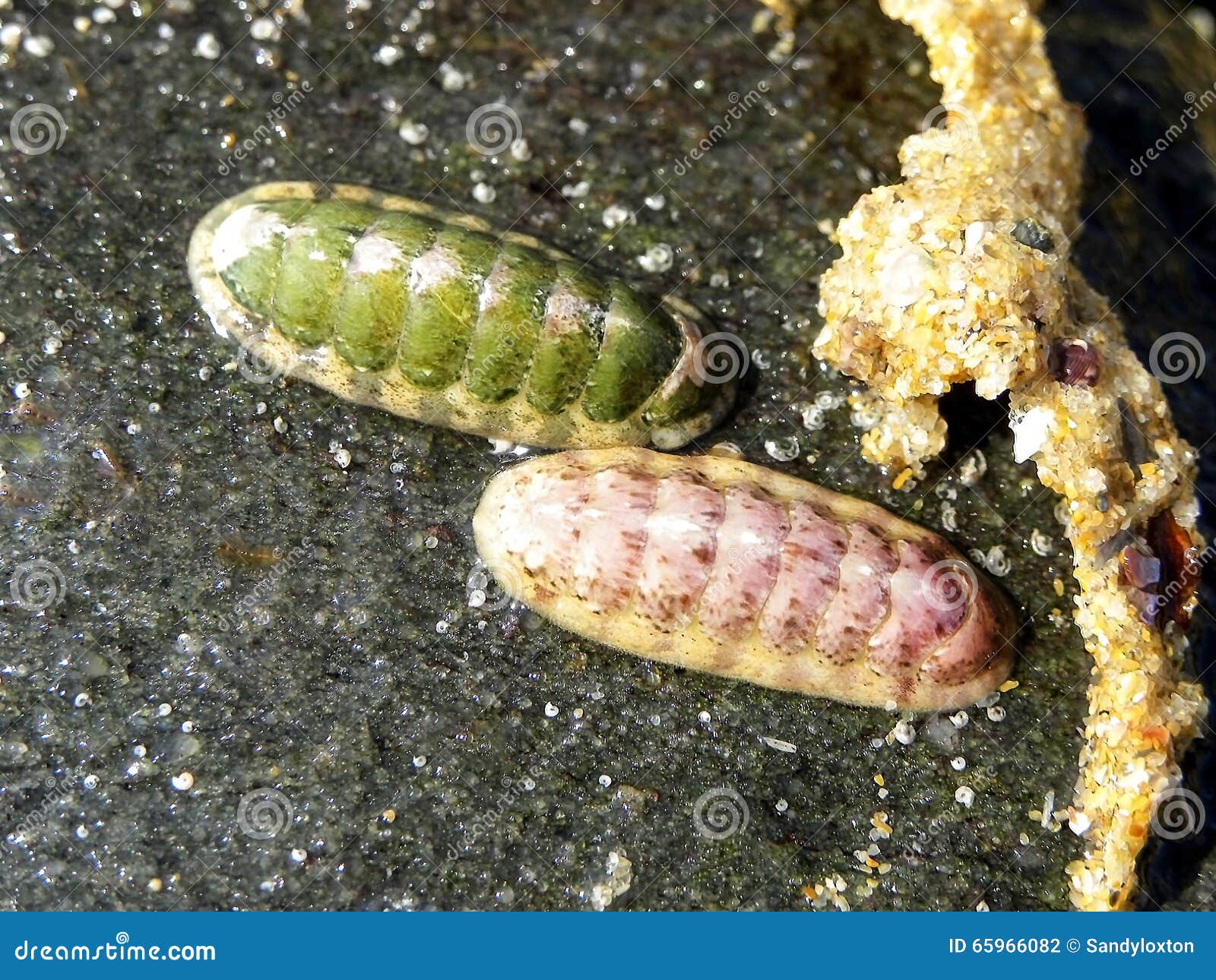 Chitons stock photo. Image of small, intertidal, pool - 65966082