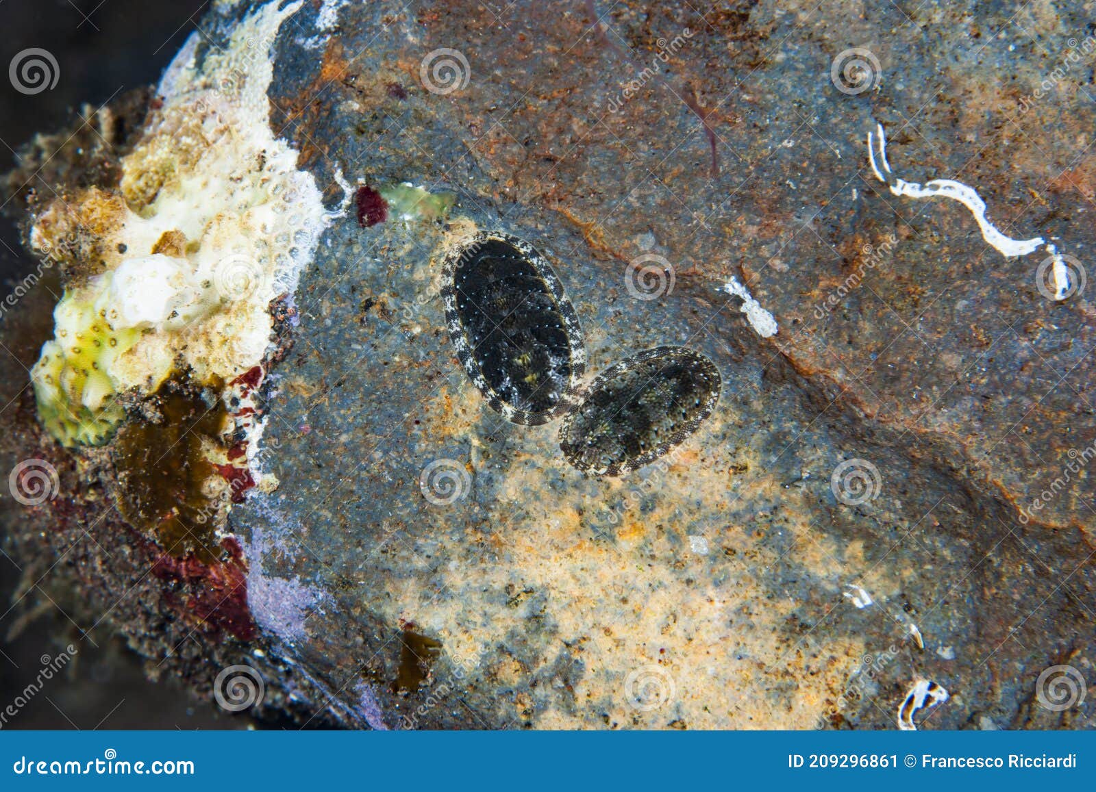Chitons Polyplacophore stock image. Image of macro, bali - 209296861