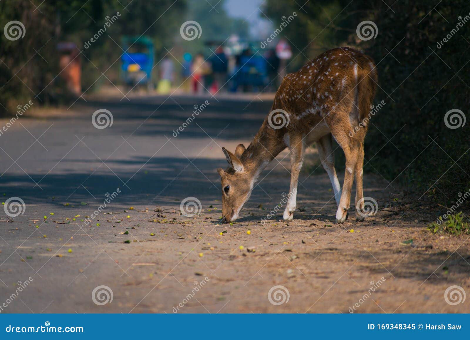 Chittal deer in keoladeo stock image. Image of deer - 169348345