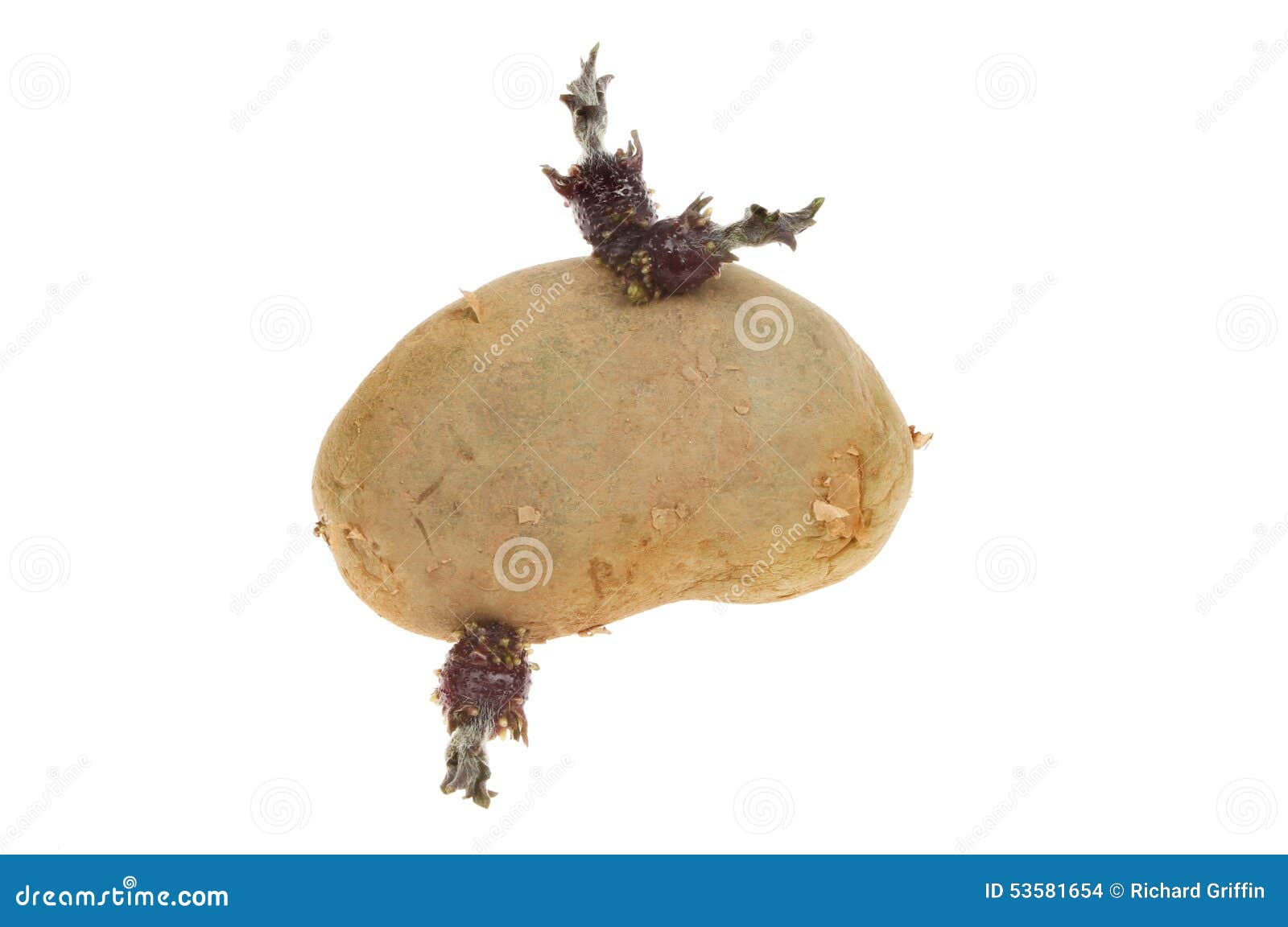 Chitted potato stock photo. Image of white, potato, shoot - 53581654