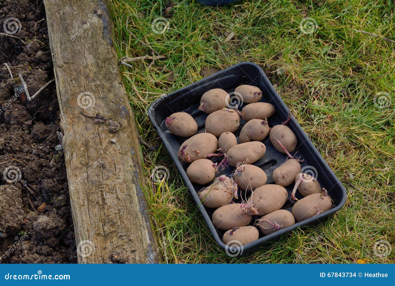Chitted potatoes stock photo. Image of ready, vegetables - 67843734
