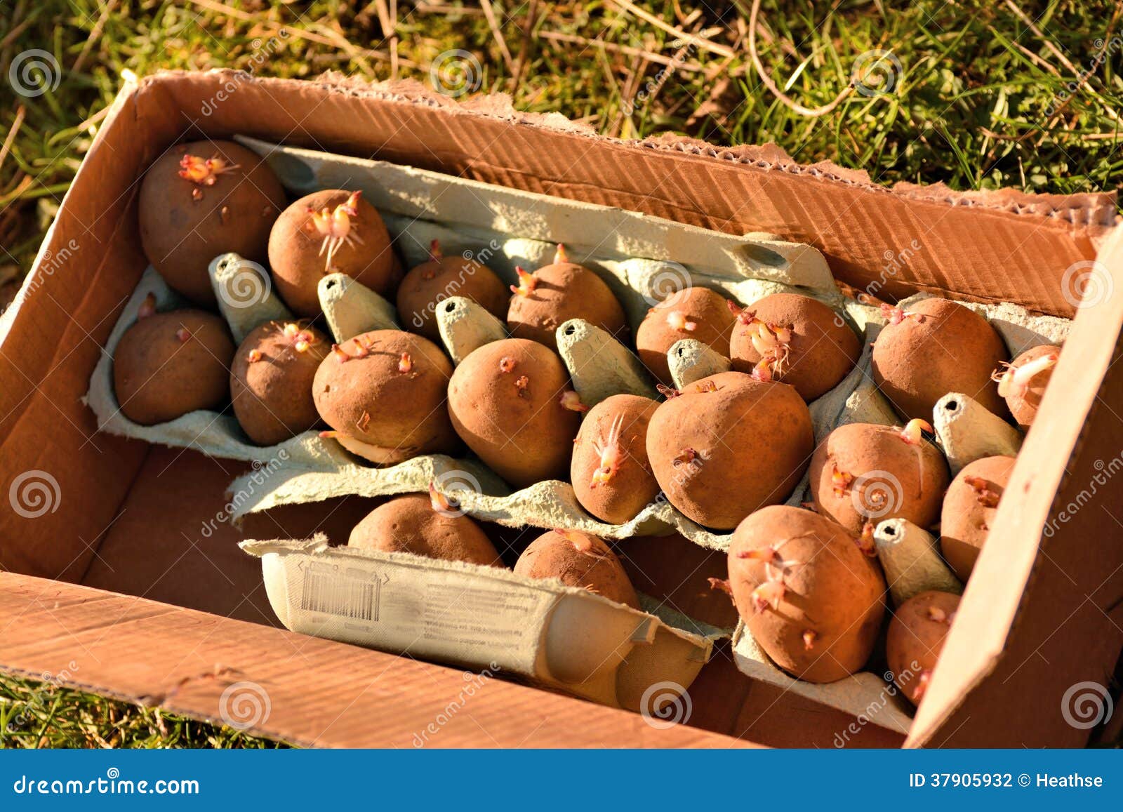 Chitting potatoes stock photo. Image of chit, ready, staple - 37905932