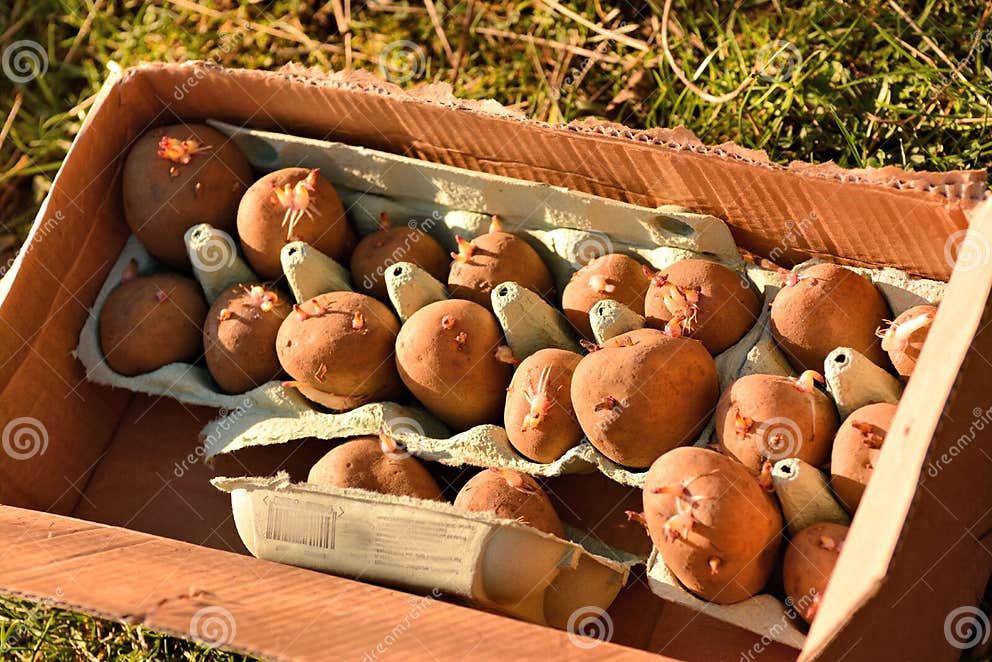 Chitting potatoes stock photo. Image of chit, ready, staple - 37905932